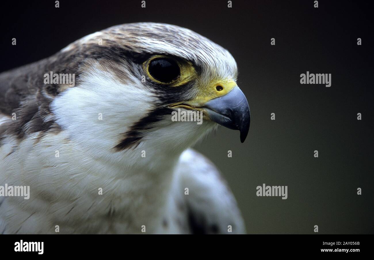 Laggar Falcon, Falco jugger Stock Photo - Alamy