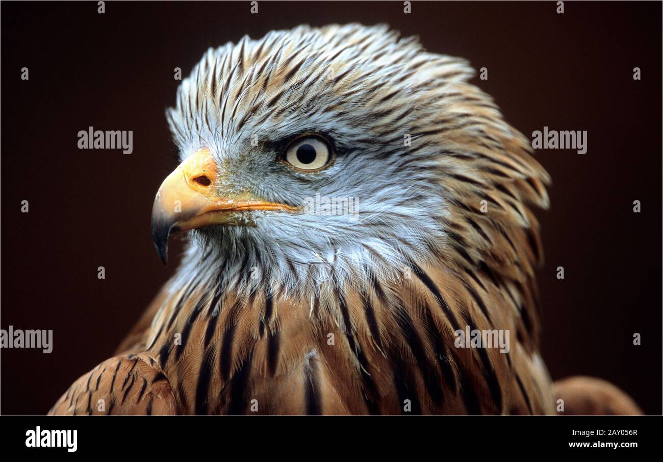 Rotmilan, Milvus milvus Stock Photo - Alamy