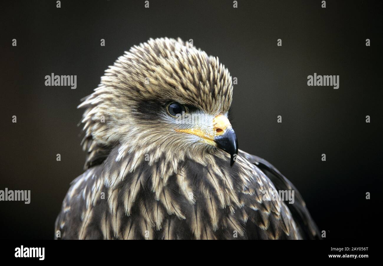 Schwarzmilan, Milvus migrans Stock Photo - Alamy