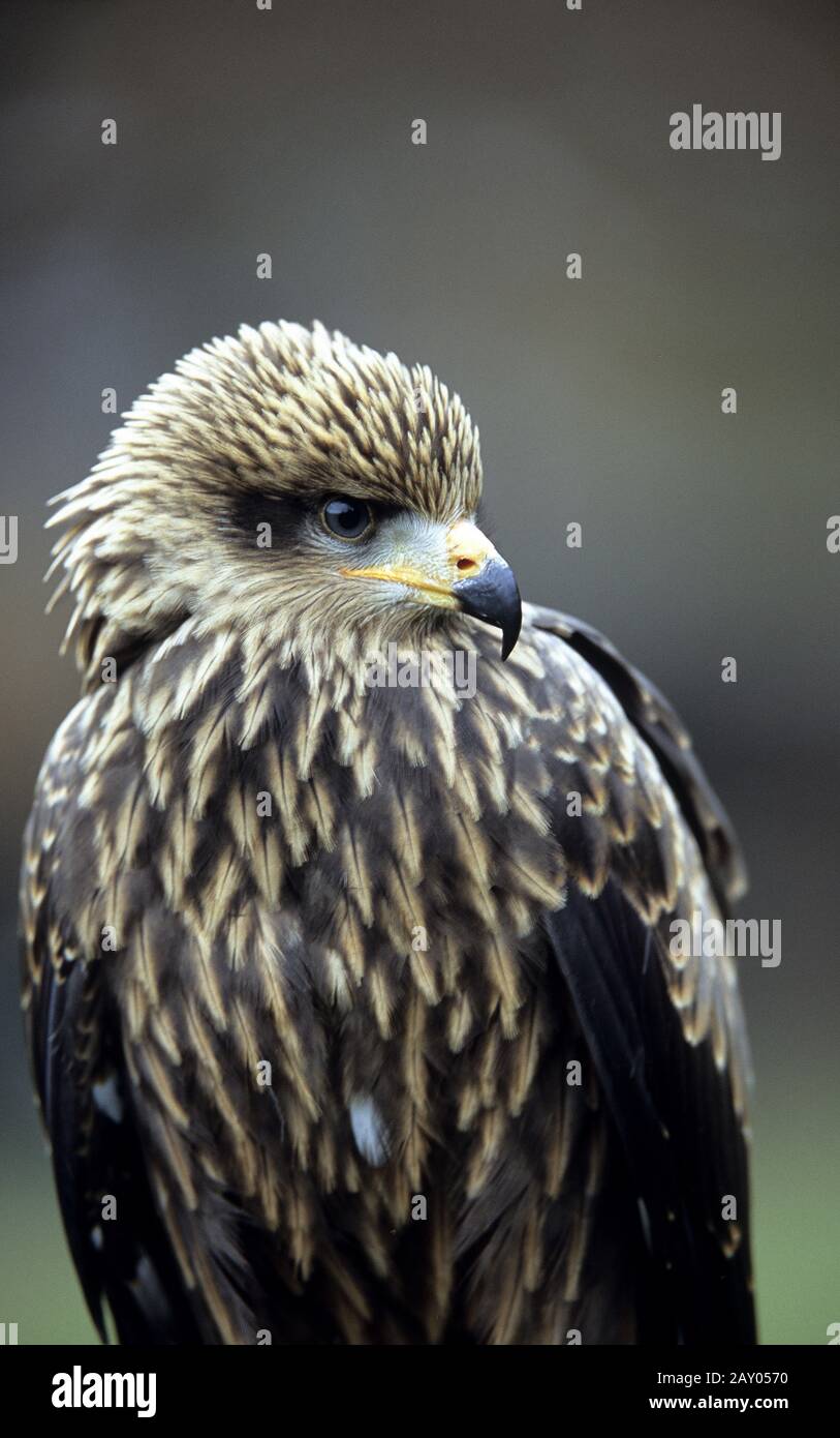 Schwarzmilan, Milvus migrans Stock Photo - Alamy