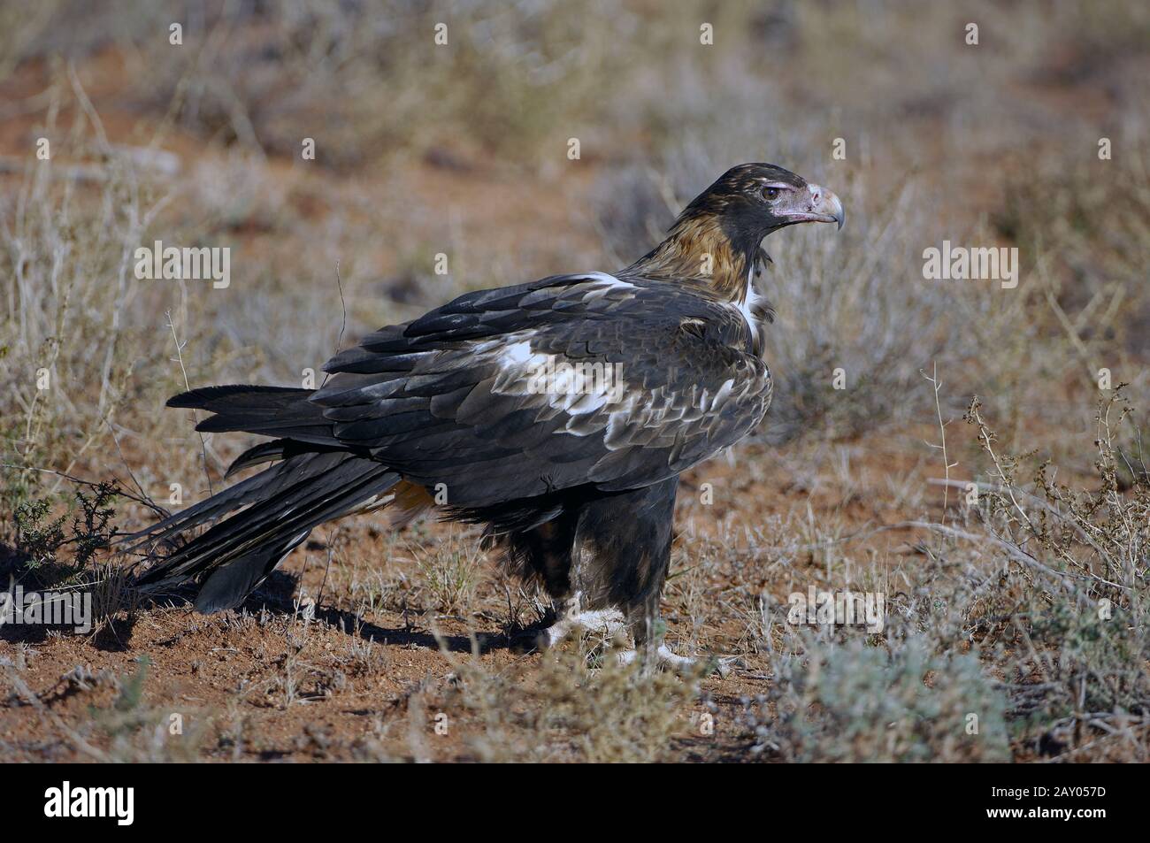Eaglehawk, wedge-tailed eagle, Aquila audax Stock Photo - Alamy