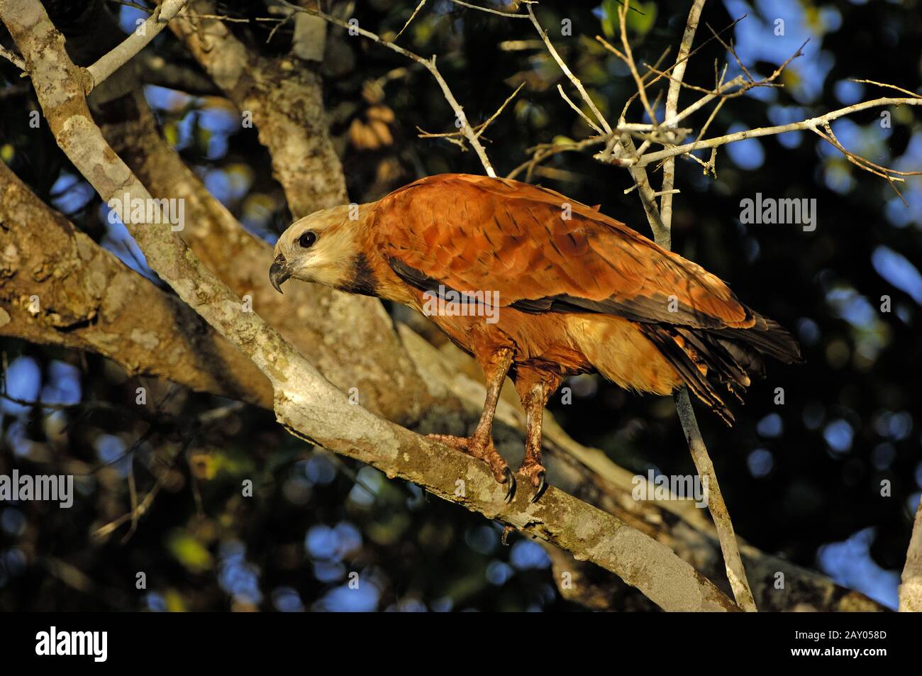 Pandion haliaetus portrait hi-res stock photography and images - Alamy
