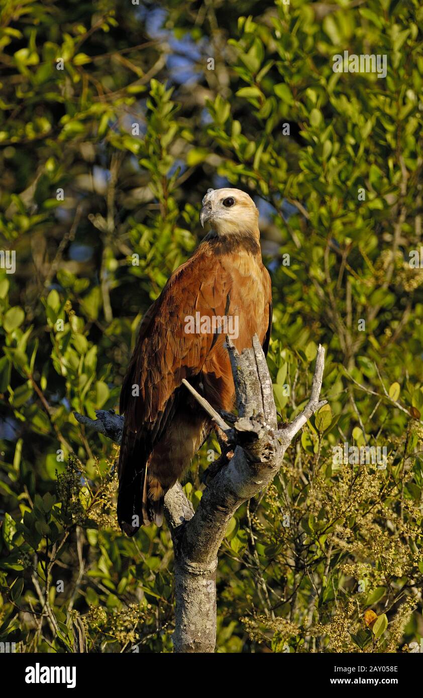 Pandion haliaetus portrait hi-res stock photography and images - Alamy