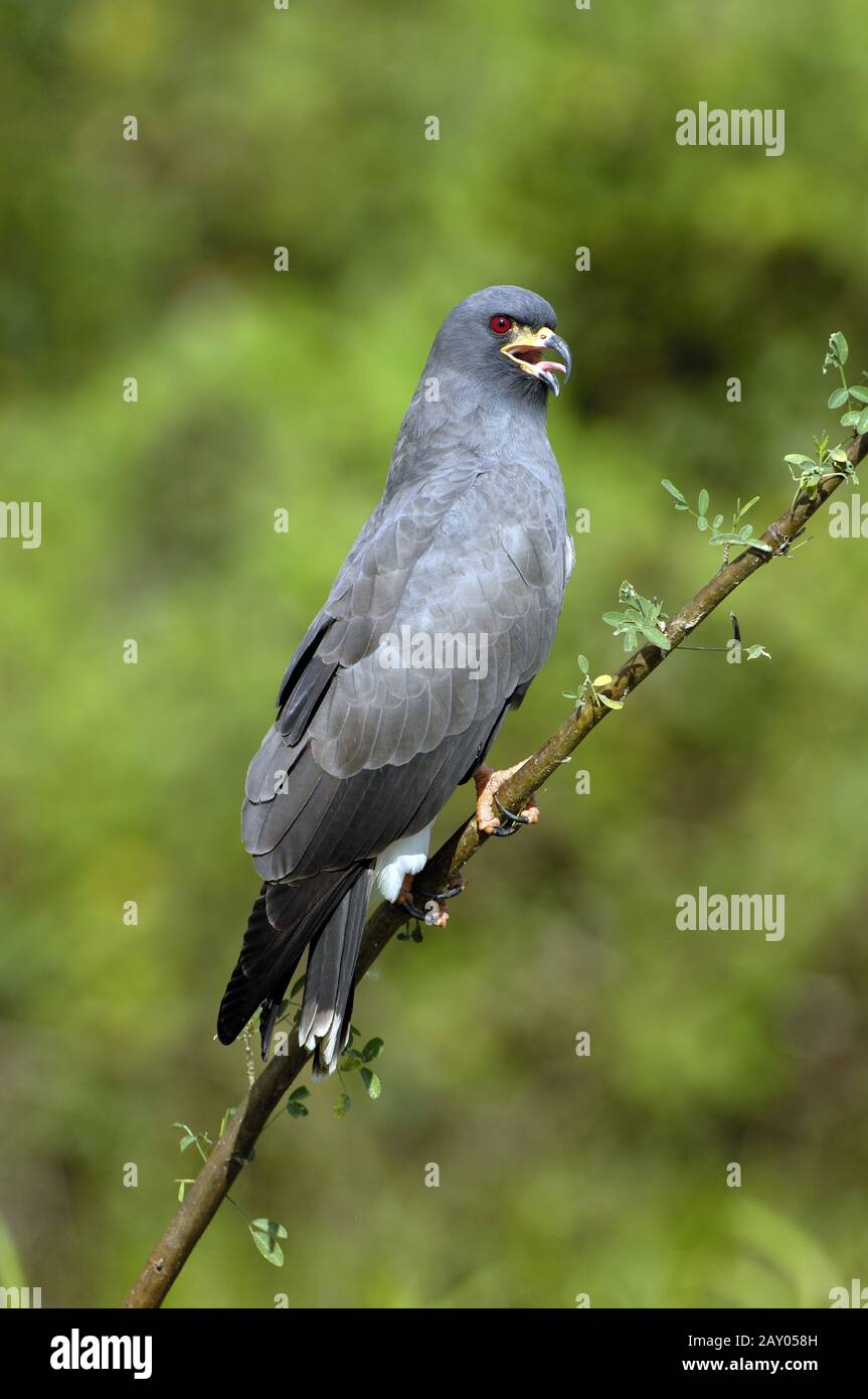 Everglade Kite High Resolution Stock Photography and Images - Alamy