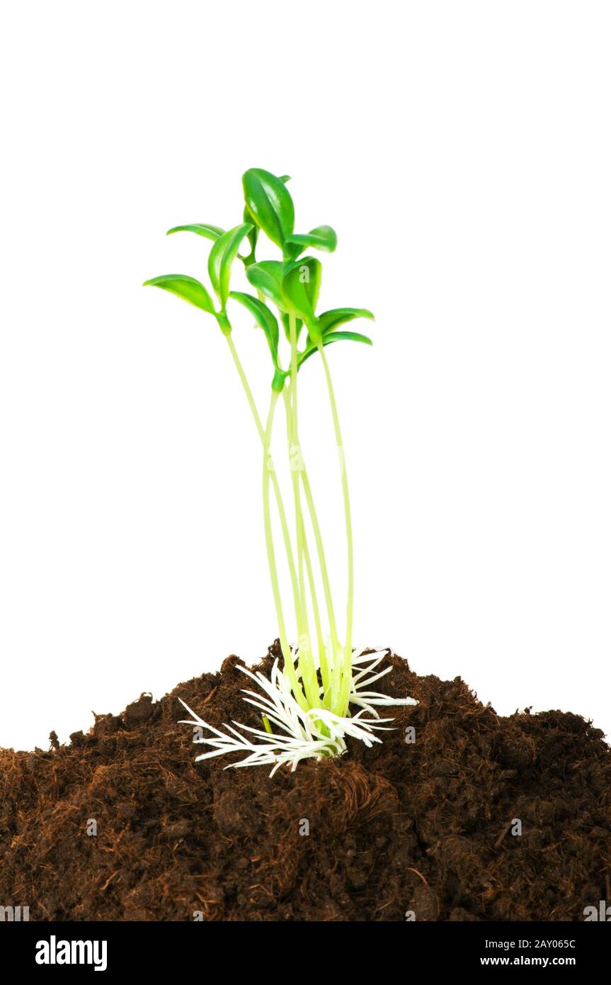 New life concept - green seedling growing out of soil Stock Photo - Alamy