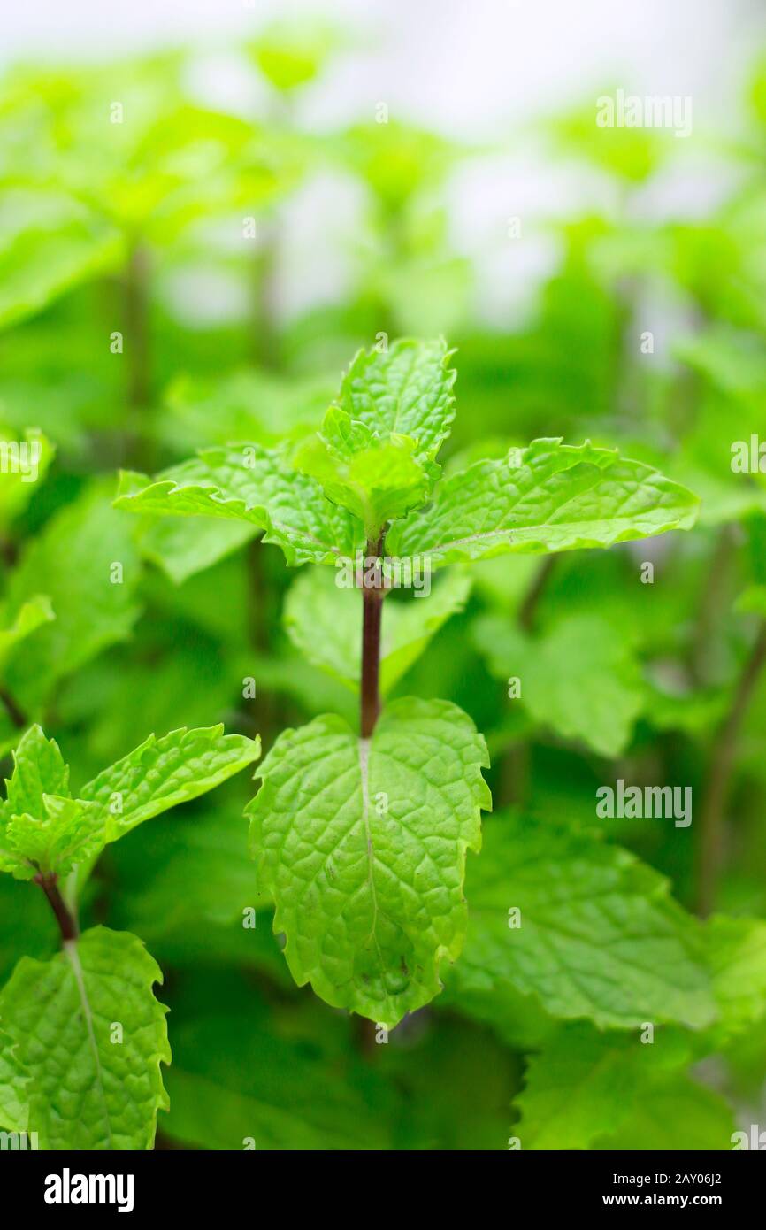 Green mint plant hi-res stock photography and images - Alamy