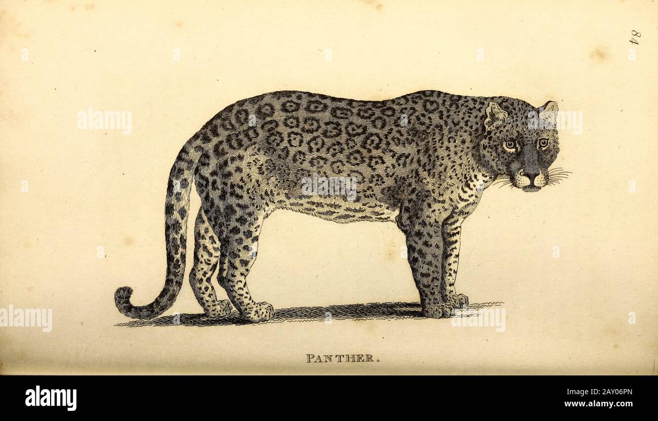 Panther from General zoology, or, Systematic natural history Part I, by ...