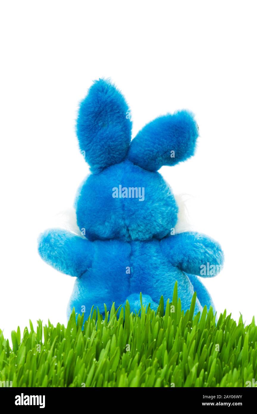 Easter bunny and green grass on white Stock Photo - Alamy
