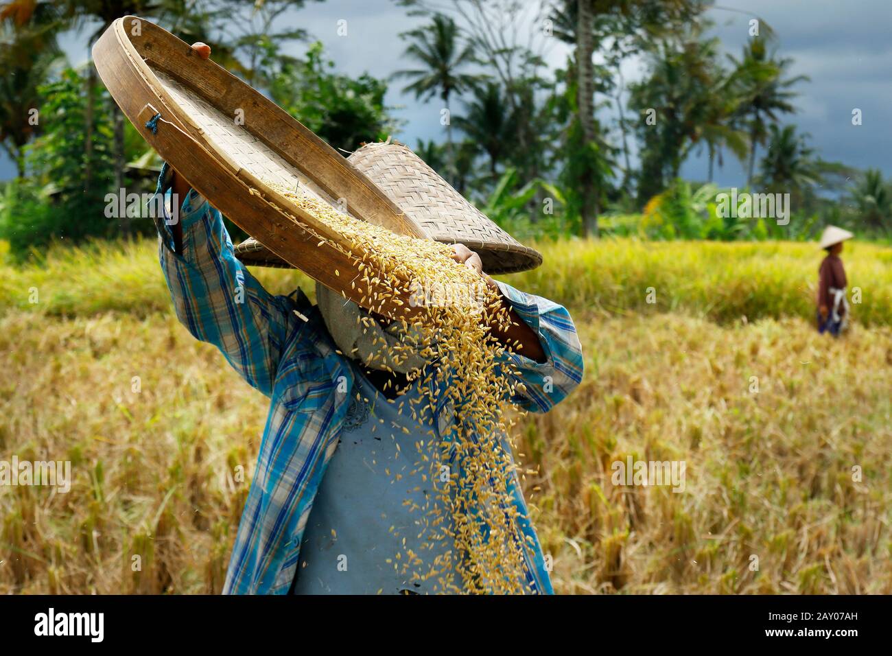 Farmer in japan harvesting rice hi-res stock photography and images - Alamy