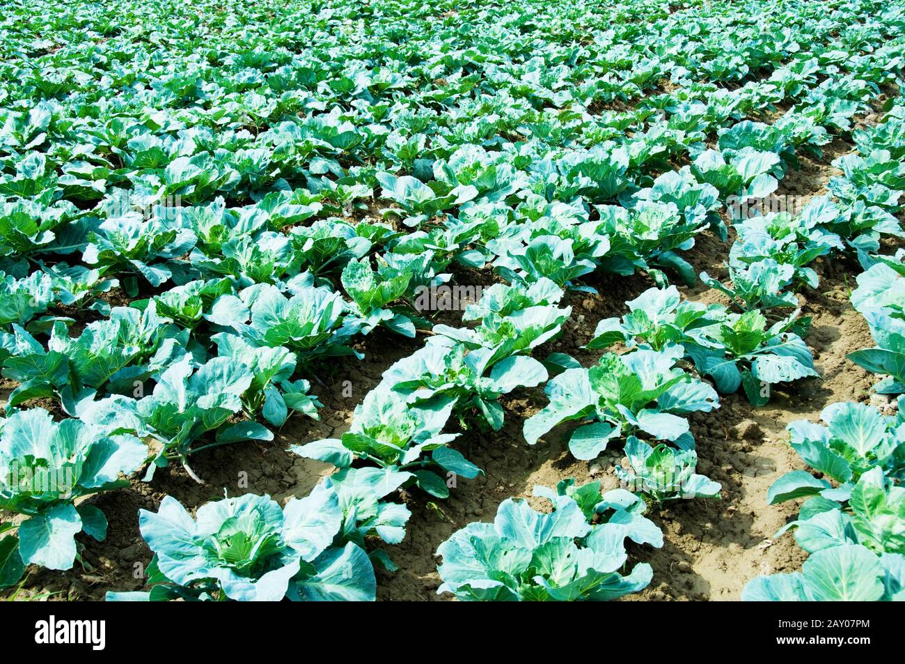 Many rows green cabbage hi-res stock photography and images - Alamy