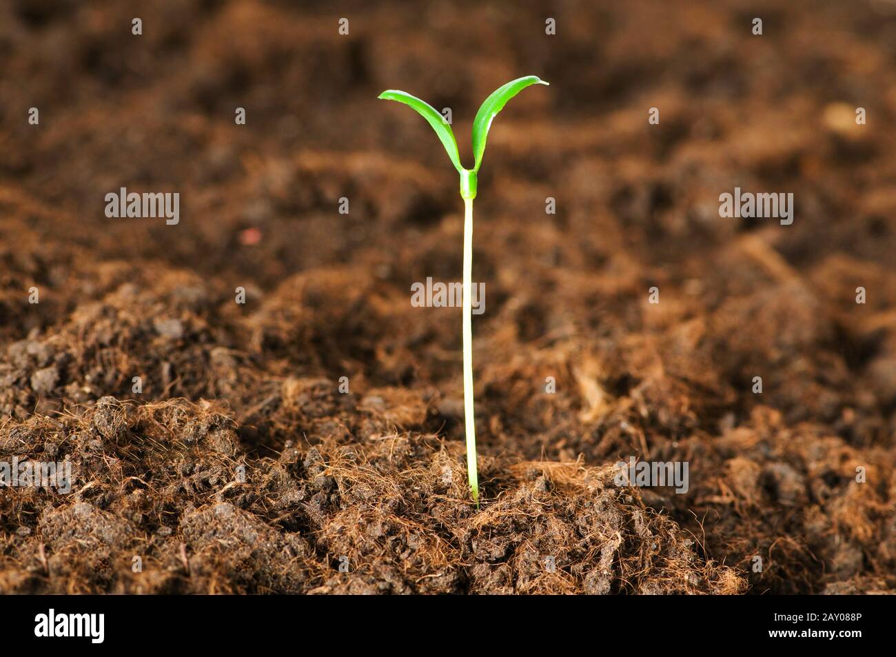 New life concept - green seedling growing out of soil Stock Photo - Alamy