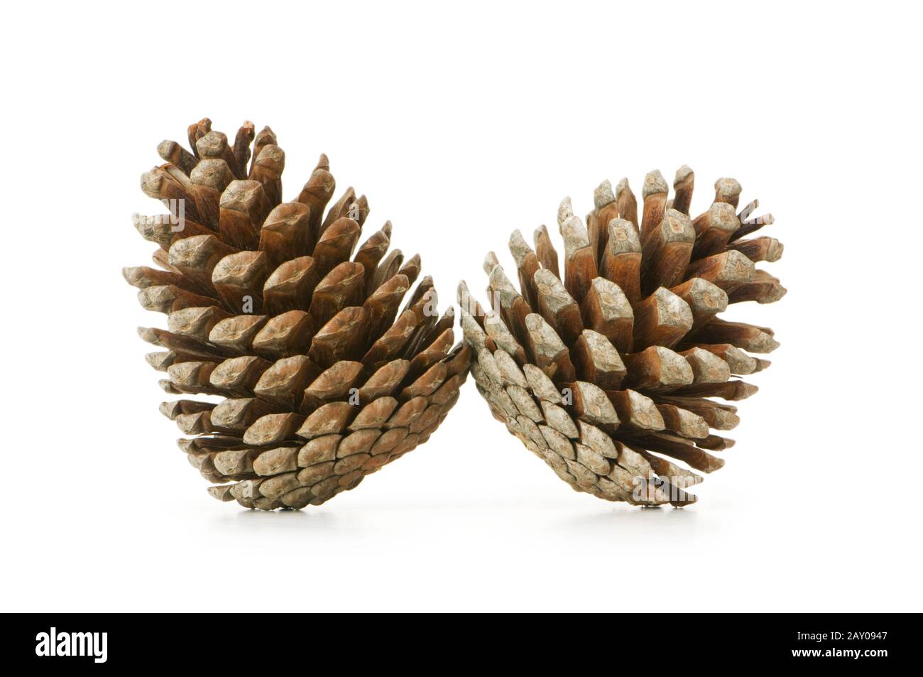 Dry cone isolated on the white Stock Photo - Alamy