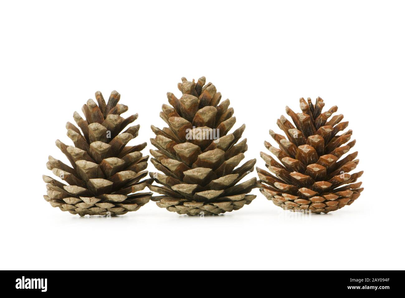 Dry cone isolated on the white Stock Photo - Alamy