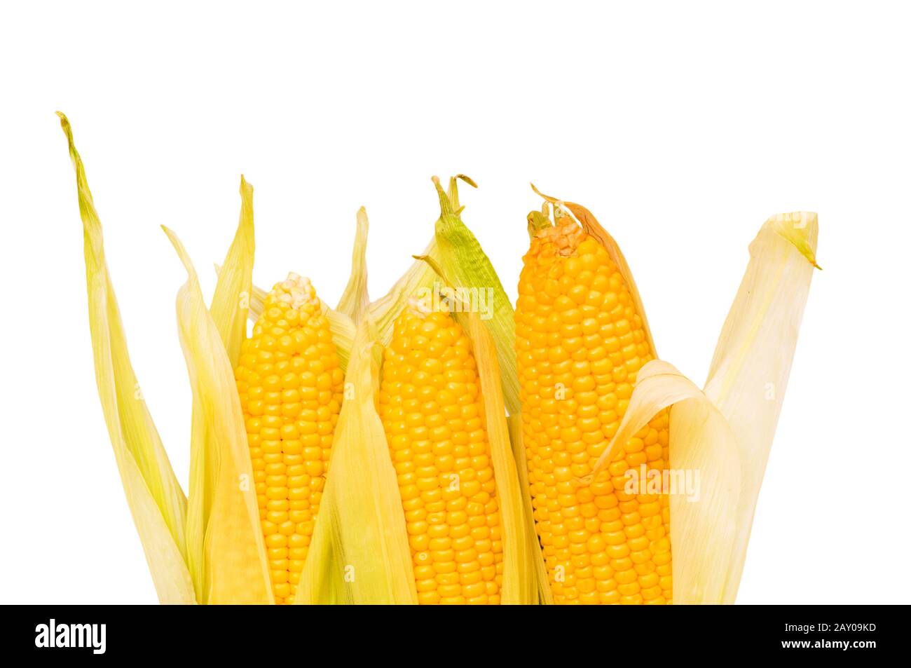 Corn cob isolated on the white background Stock Photo - Alamy