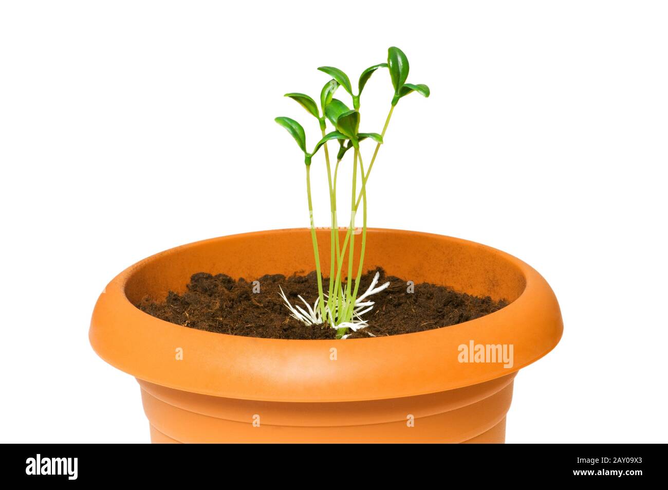 Green saplings growing in the clay pot Stock Photo - Alamy