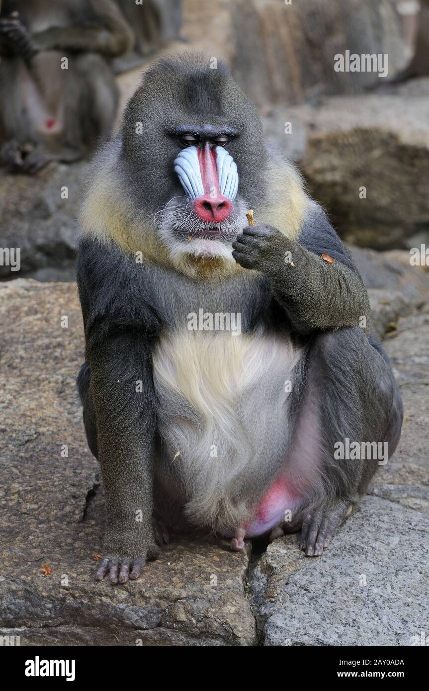 Mandrill, Mandrillus sphinx Stock Photo - Alamy