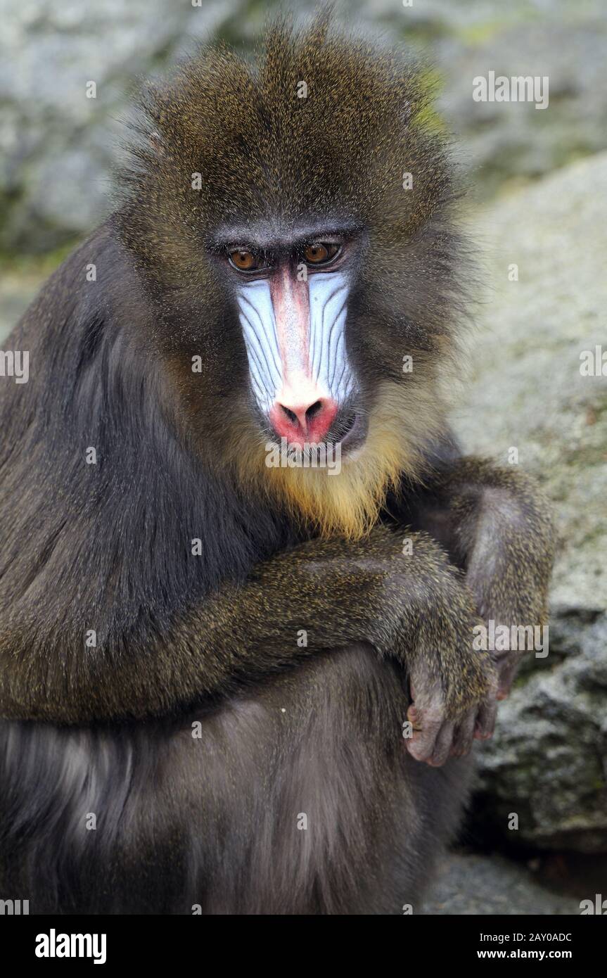 Mandrill, Mandrillus sphinx Stock Photo - Alamy