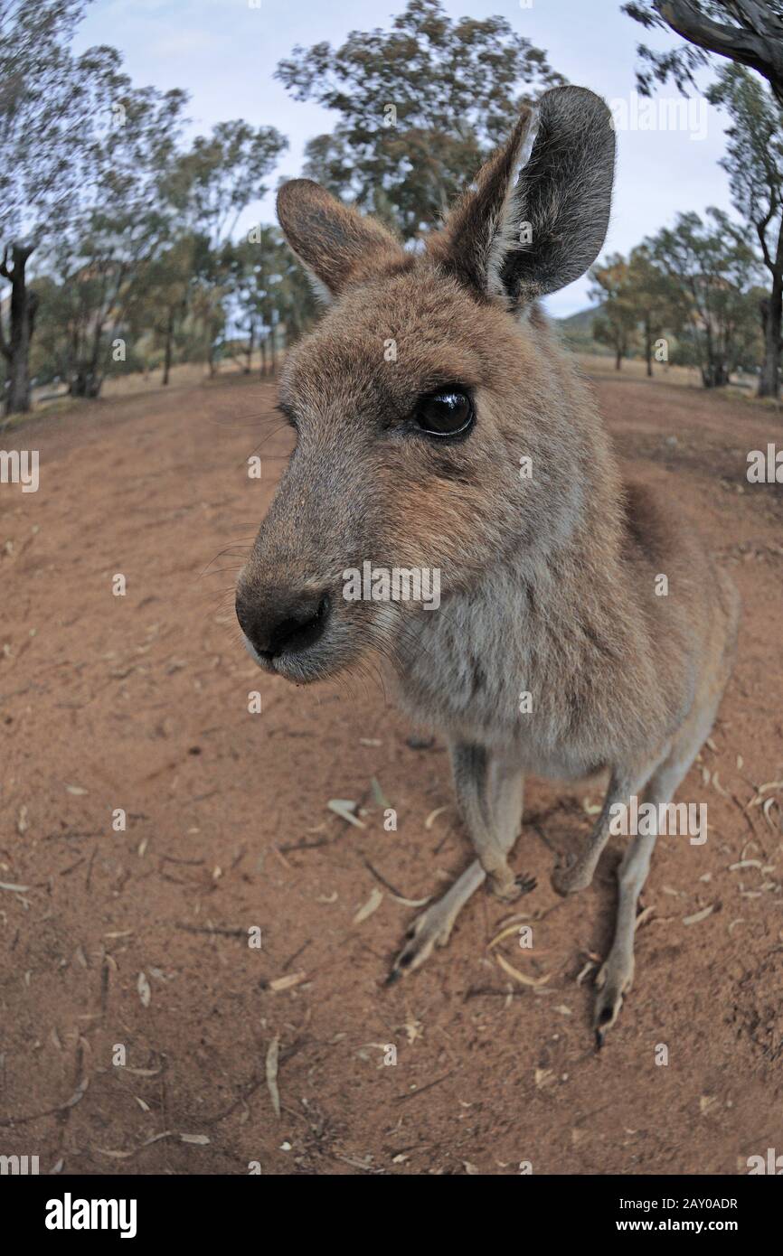 Eastern grey giant kangaroo, Macropus giganteus, Warrumbungl Stock ...