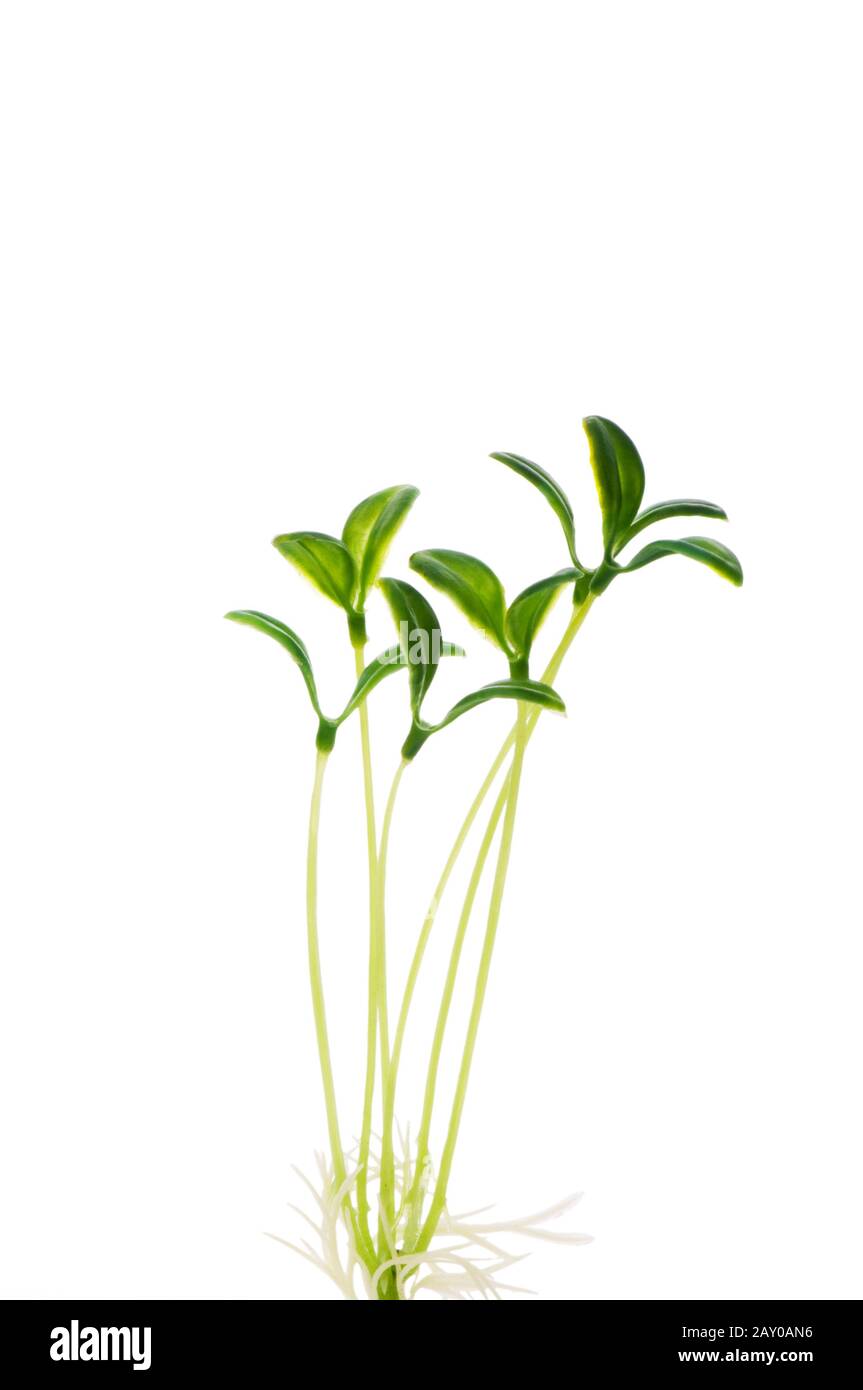 Green saplings isolated on the white background Stock Photo - Alamy