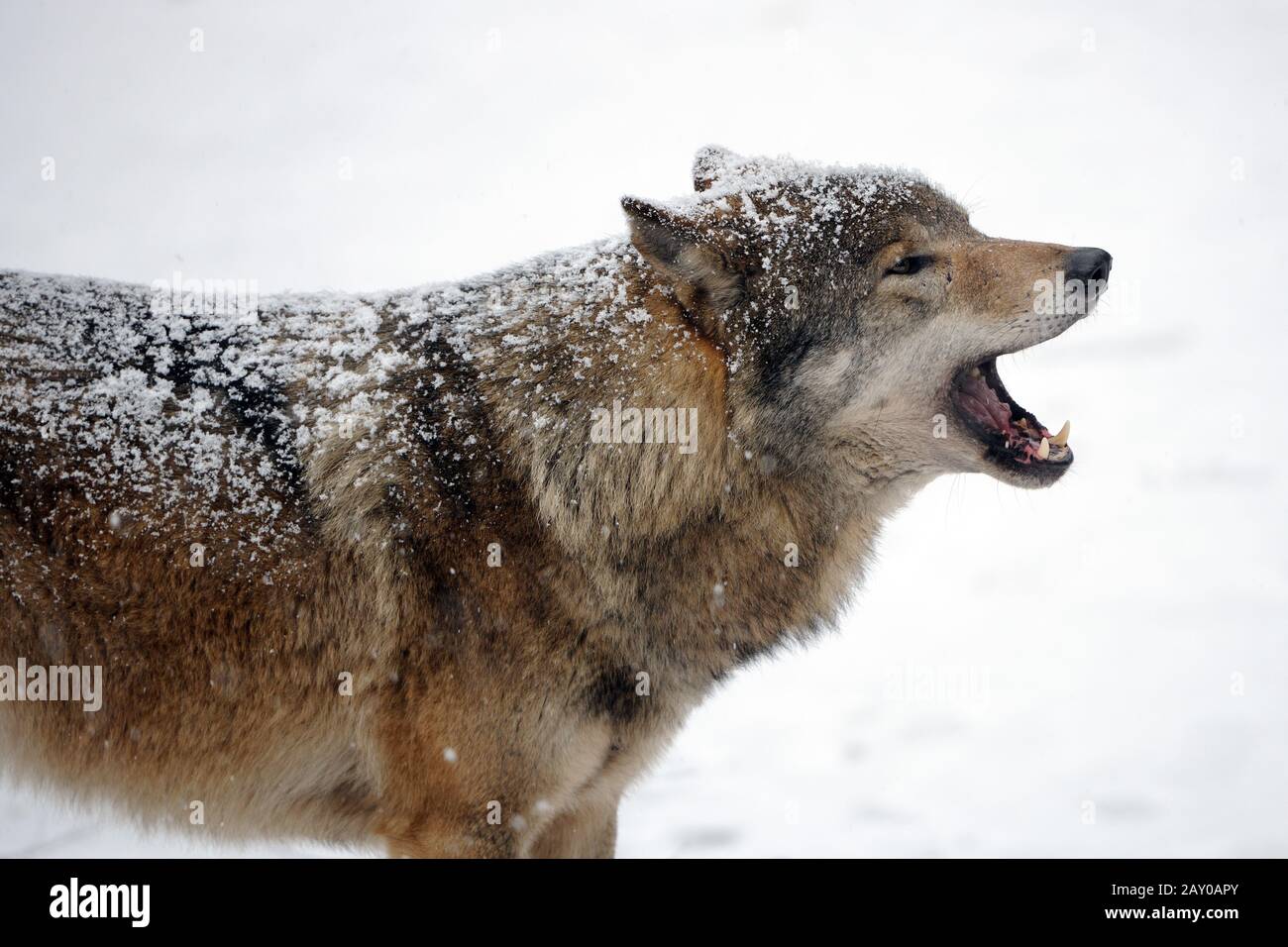 european wolf, Canis lupus, howling in the satchel Stock Photo - Alamy