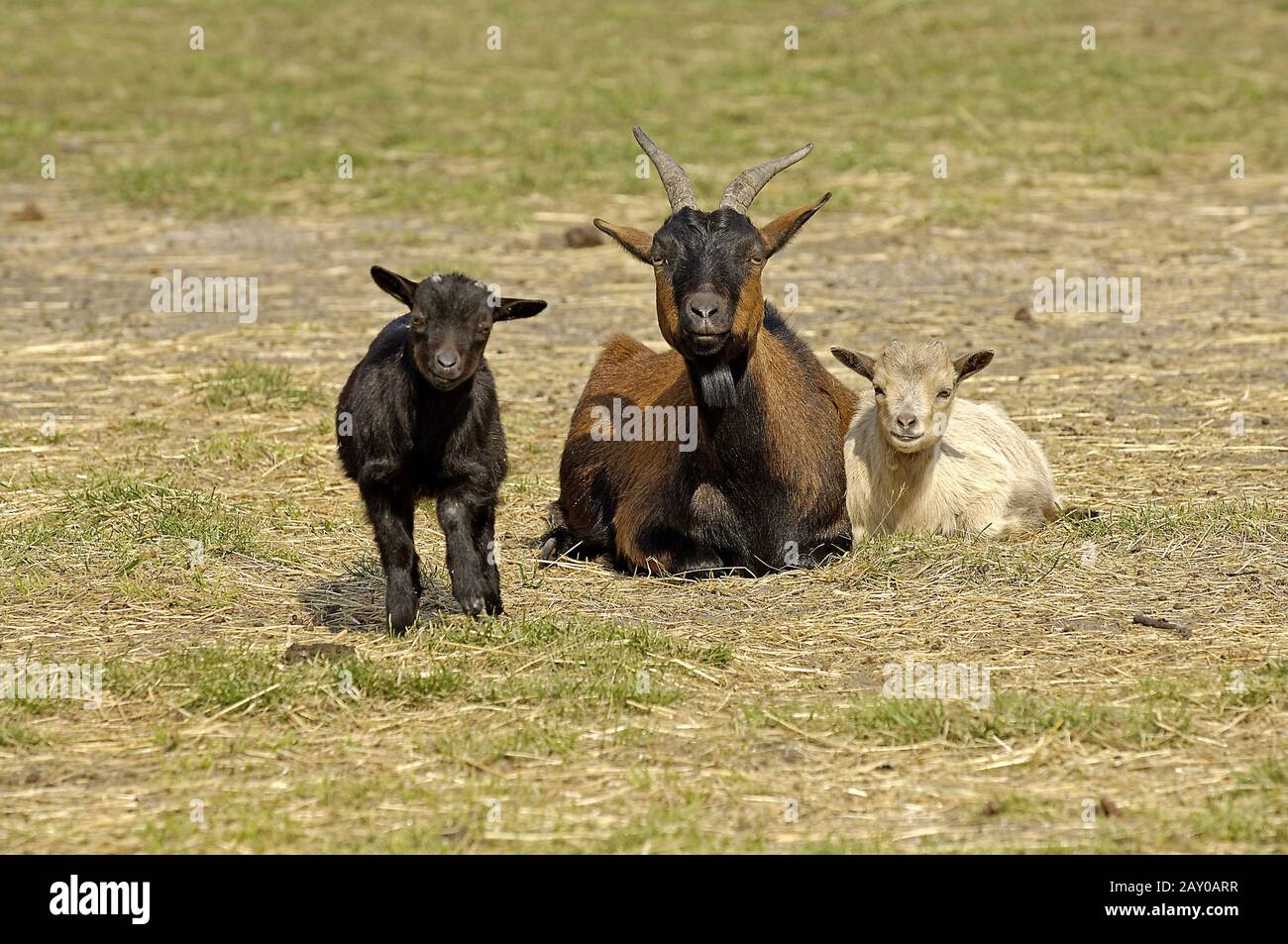House goat (Capra hircus Stock Photo - Alamy