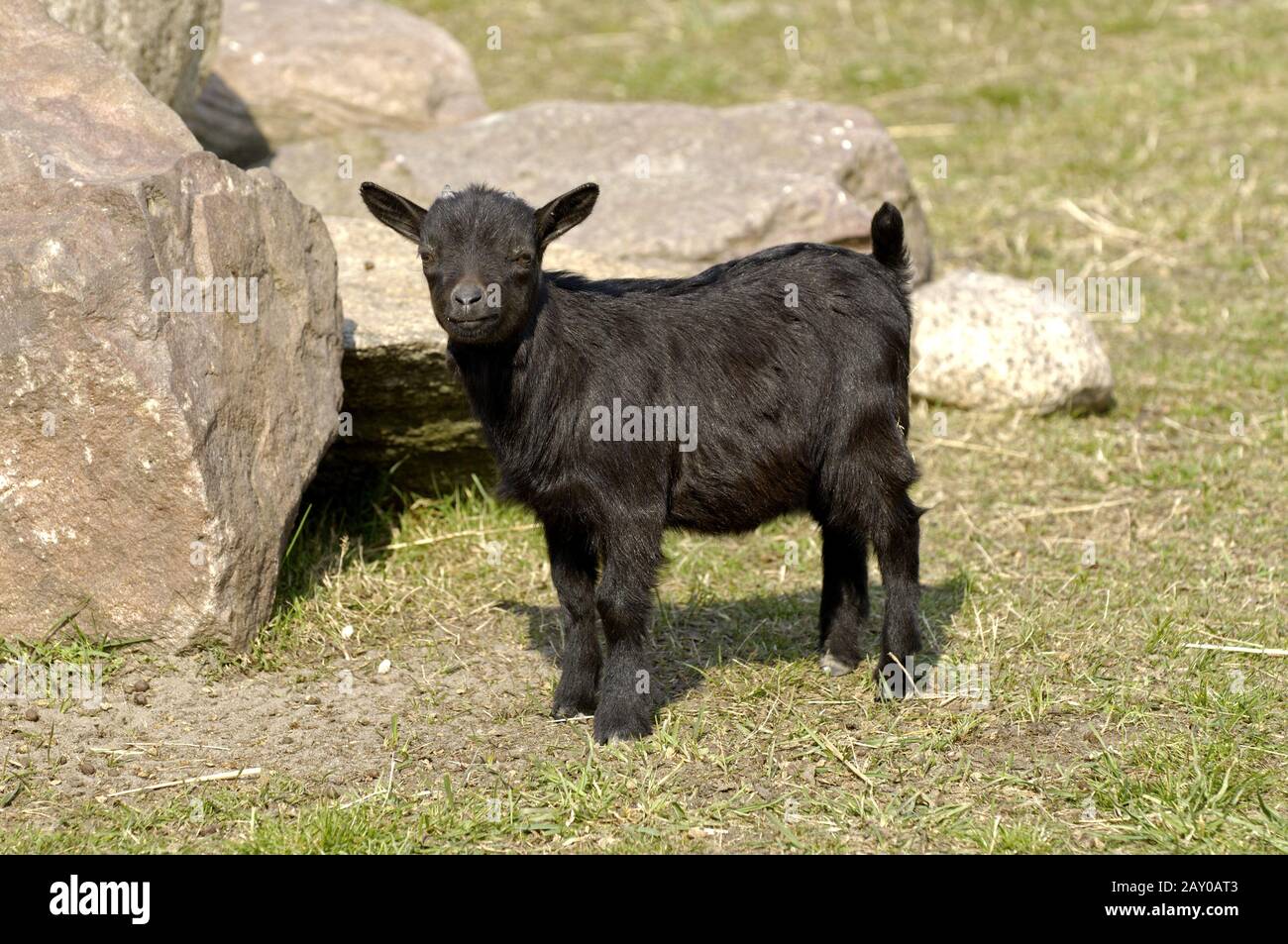 House goat (Capra hircus Stock Photo - Alamy