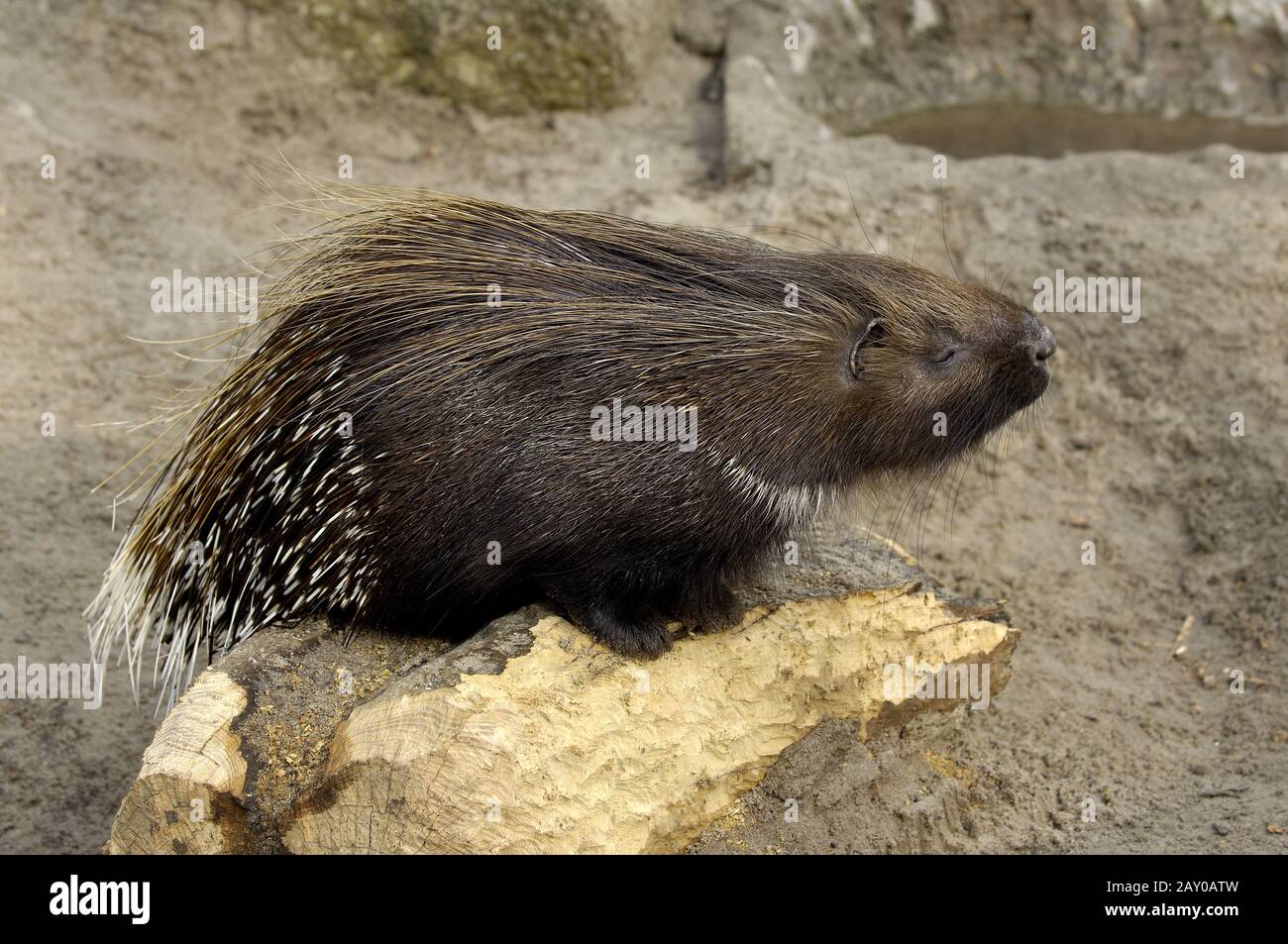 Hystrix africaeaustralis hi-res stock photography and images - Alamy