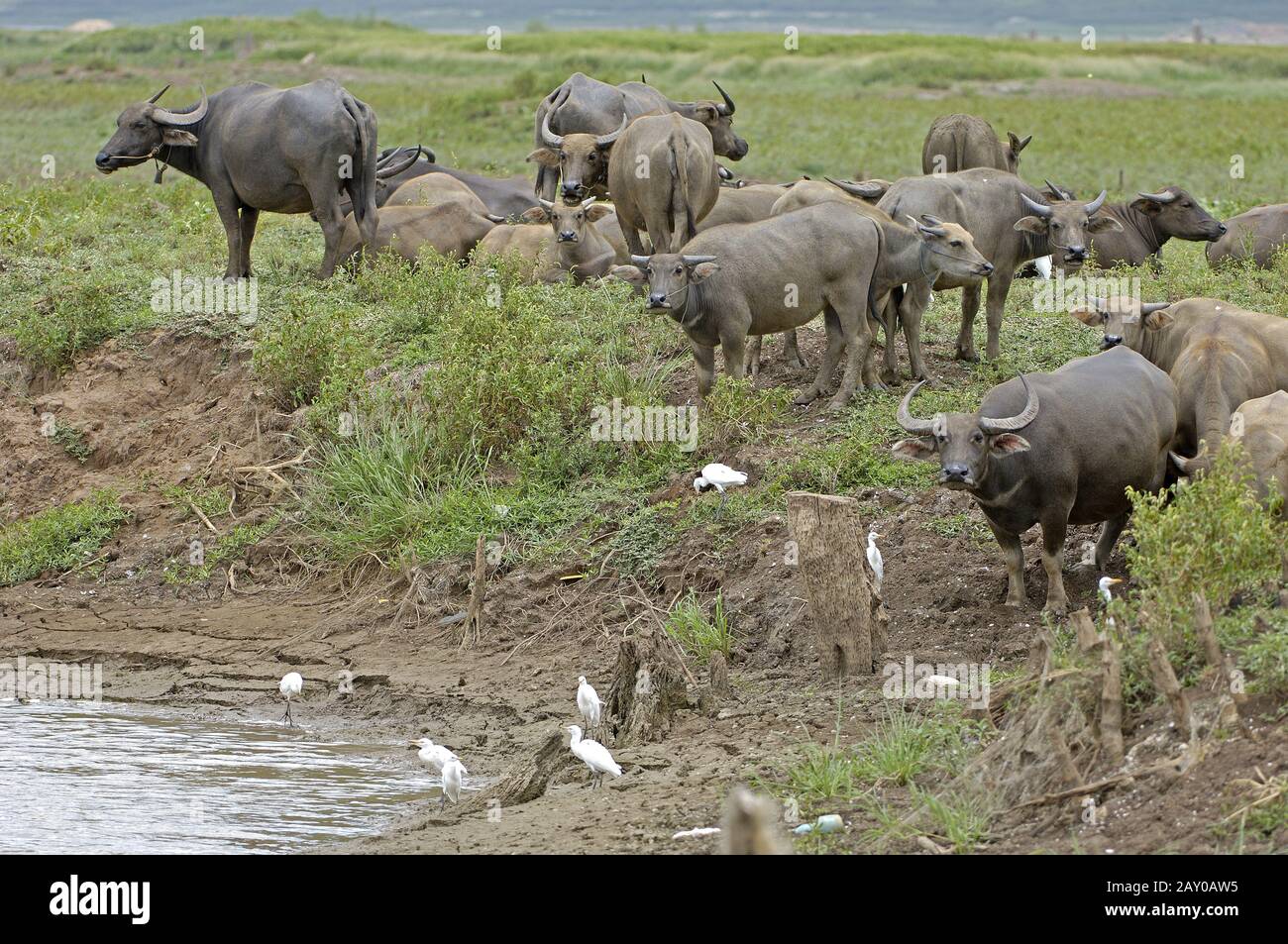 Bubalus arnee bubalis hi-res stock photography and images - Alamy