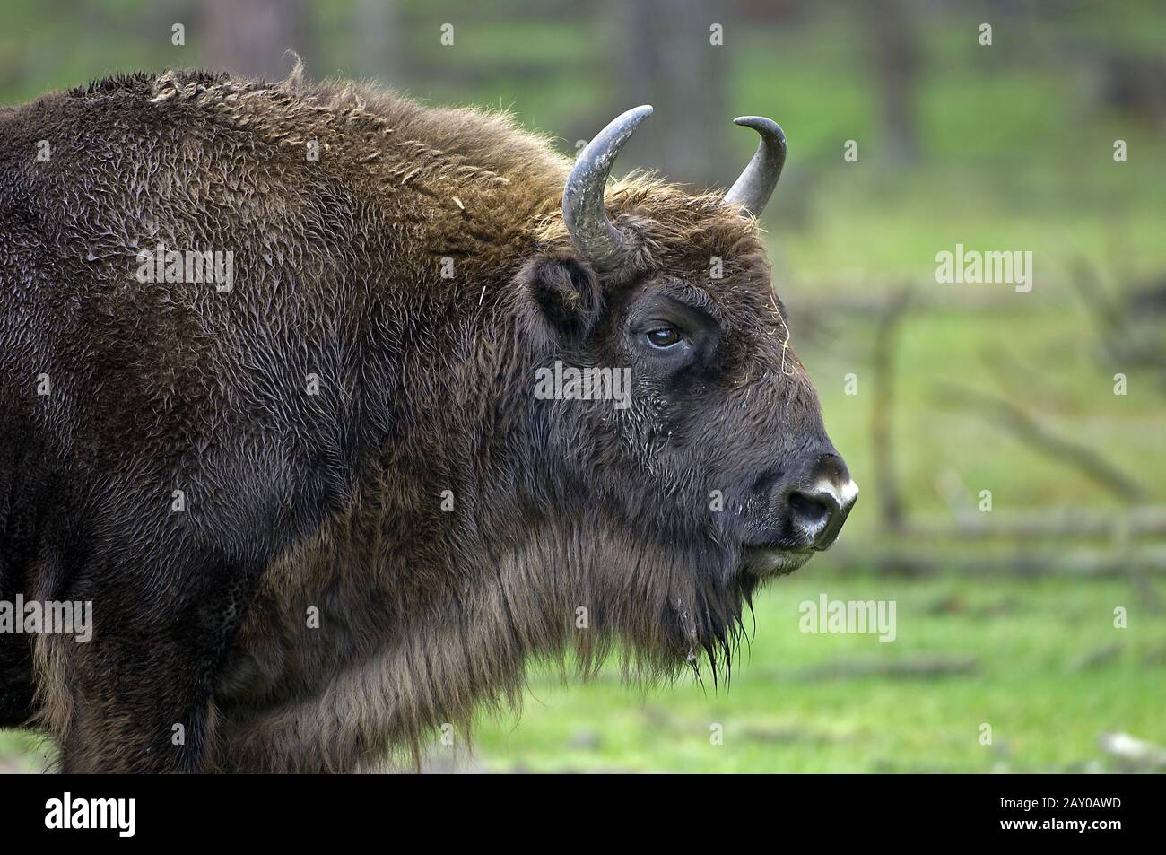 Wisent bison bonasus hi-res stock photography and images - Alamy
