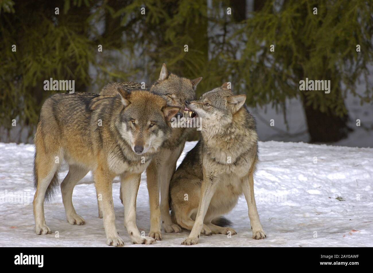 Wolf Canis lupus Stock Photo - Alamy