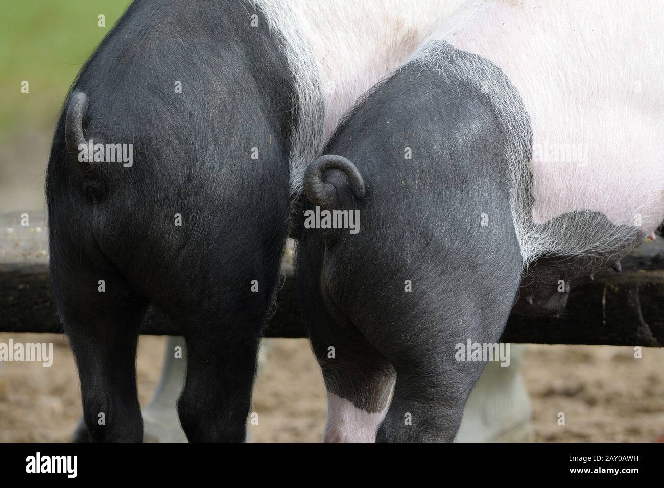 Hog tails of swabian hallish pig Stock Photo - Alamy