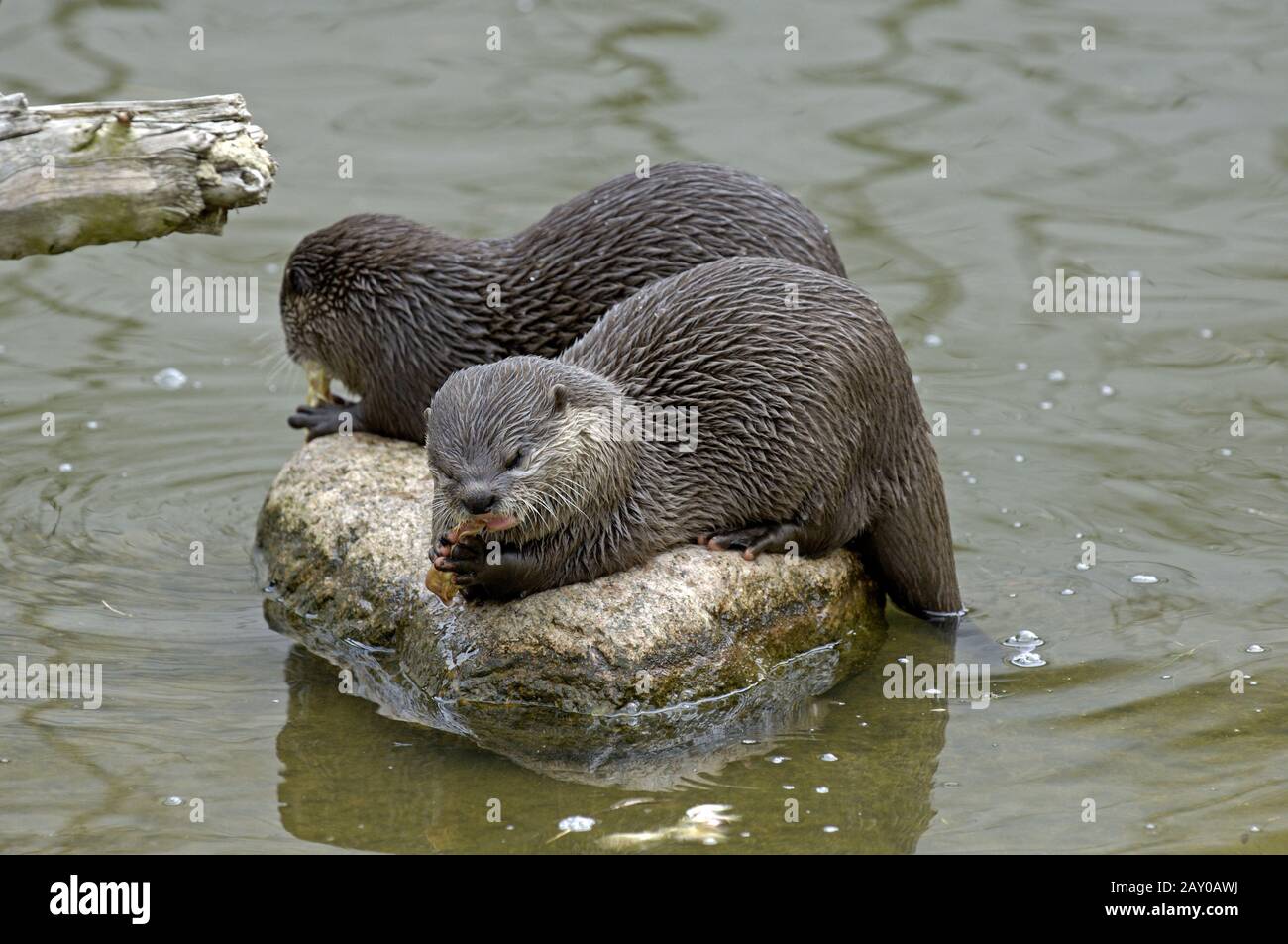 Pygmy viper, Aonyx cinerea Stock Photo - Alamy