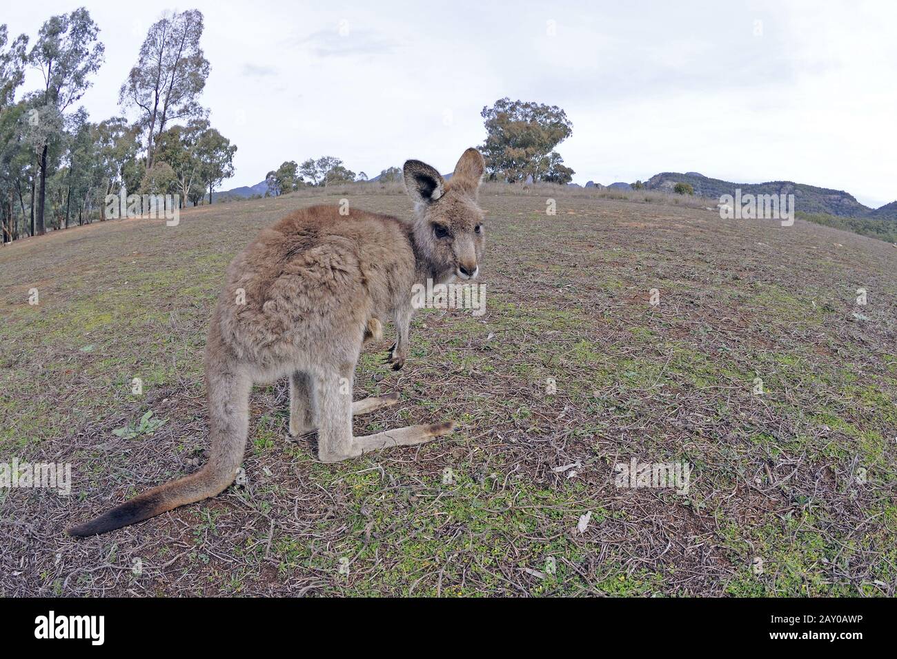 Eastern grey giant kangaroo (Macropus giganteus), Warrumbungle National ...