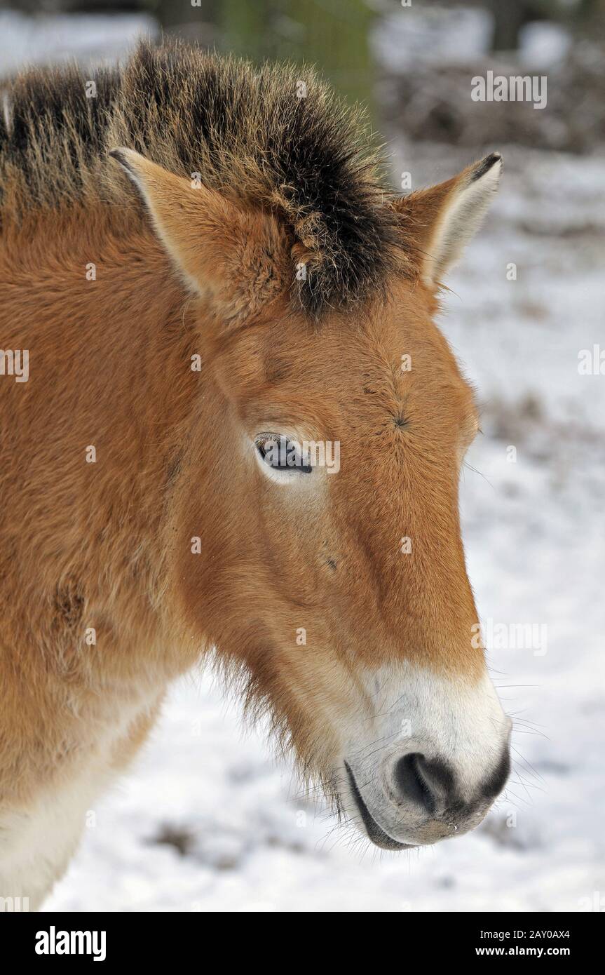 Przewalski pferd hi-res stock photography and images - Alamy