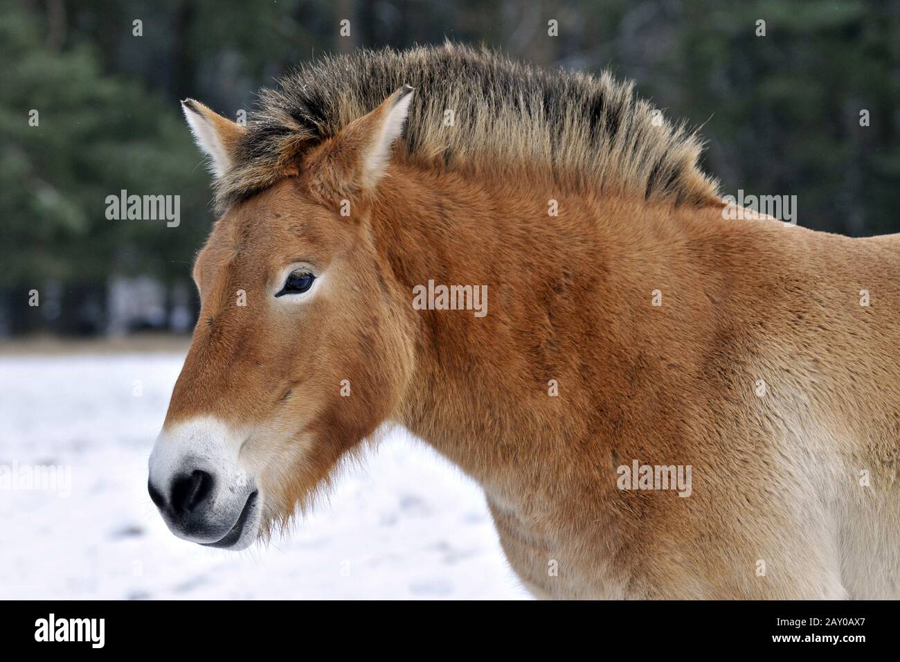 Przewalski Pferd, Equus przewalskii, Portrait Stock Photo - Alamy
