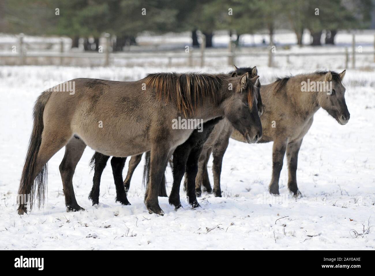 Panje horse hi-res stock photography and images - Alamy