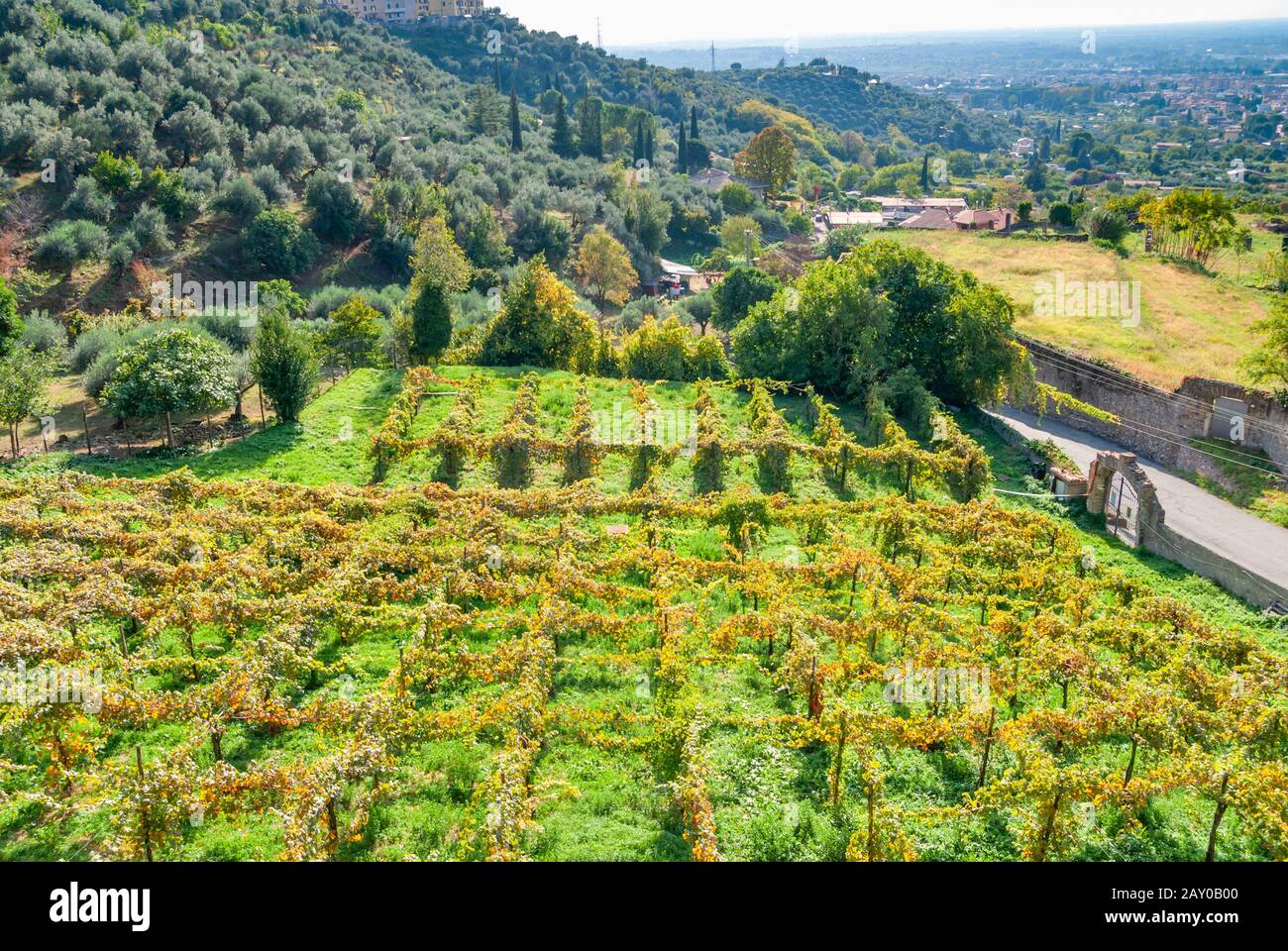 Lazio vineyard hi-res stock photography and images - Alamy