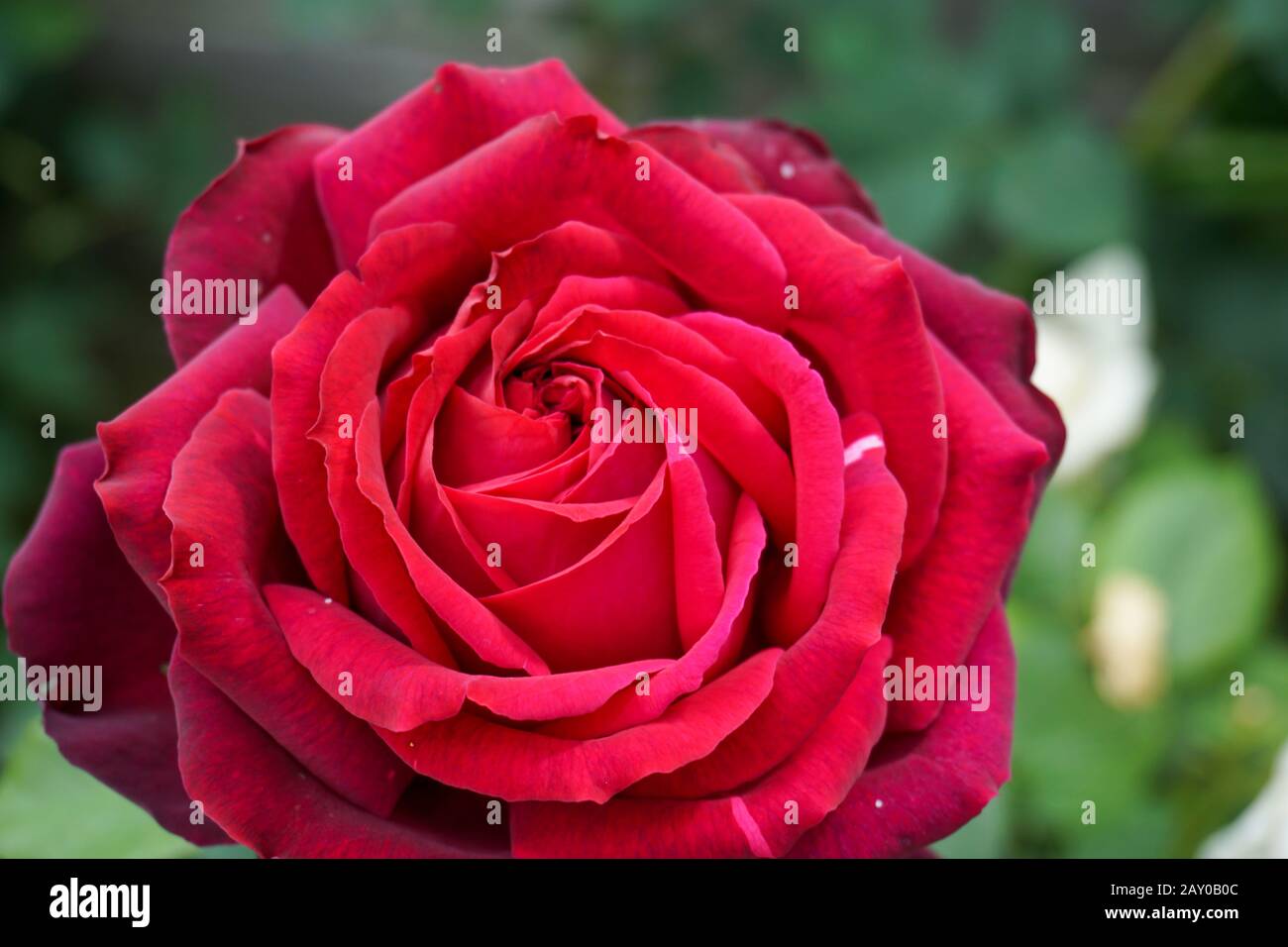 Red rose flower in a german garden in summer with green background ...