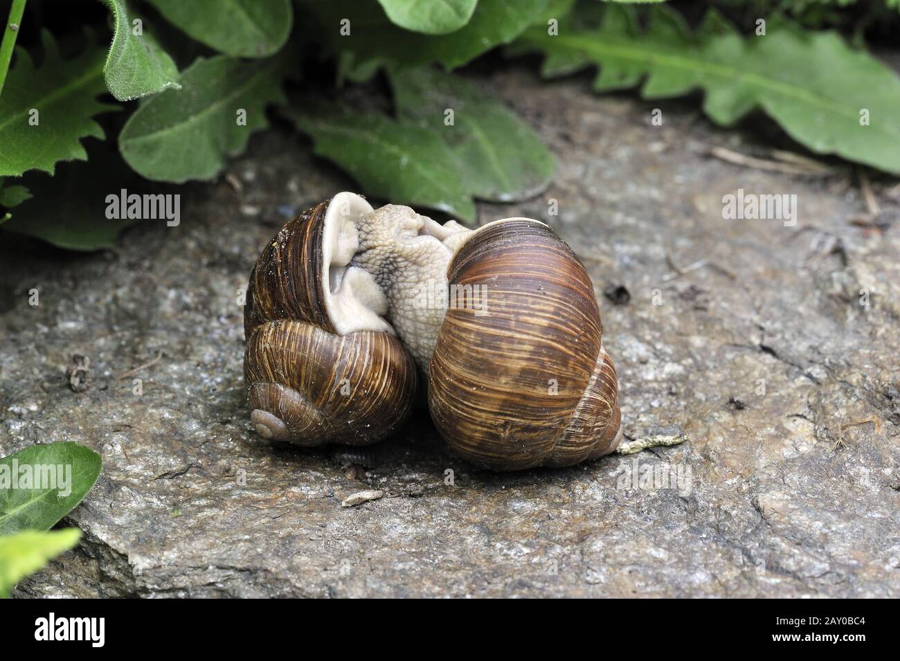 Roman snails, Helix pomatia, when mating Stock Photo - Alamy