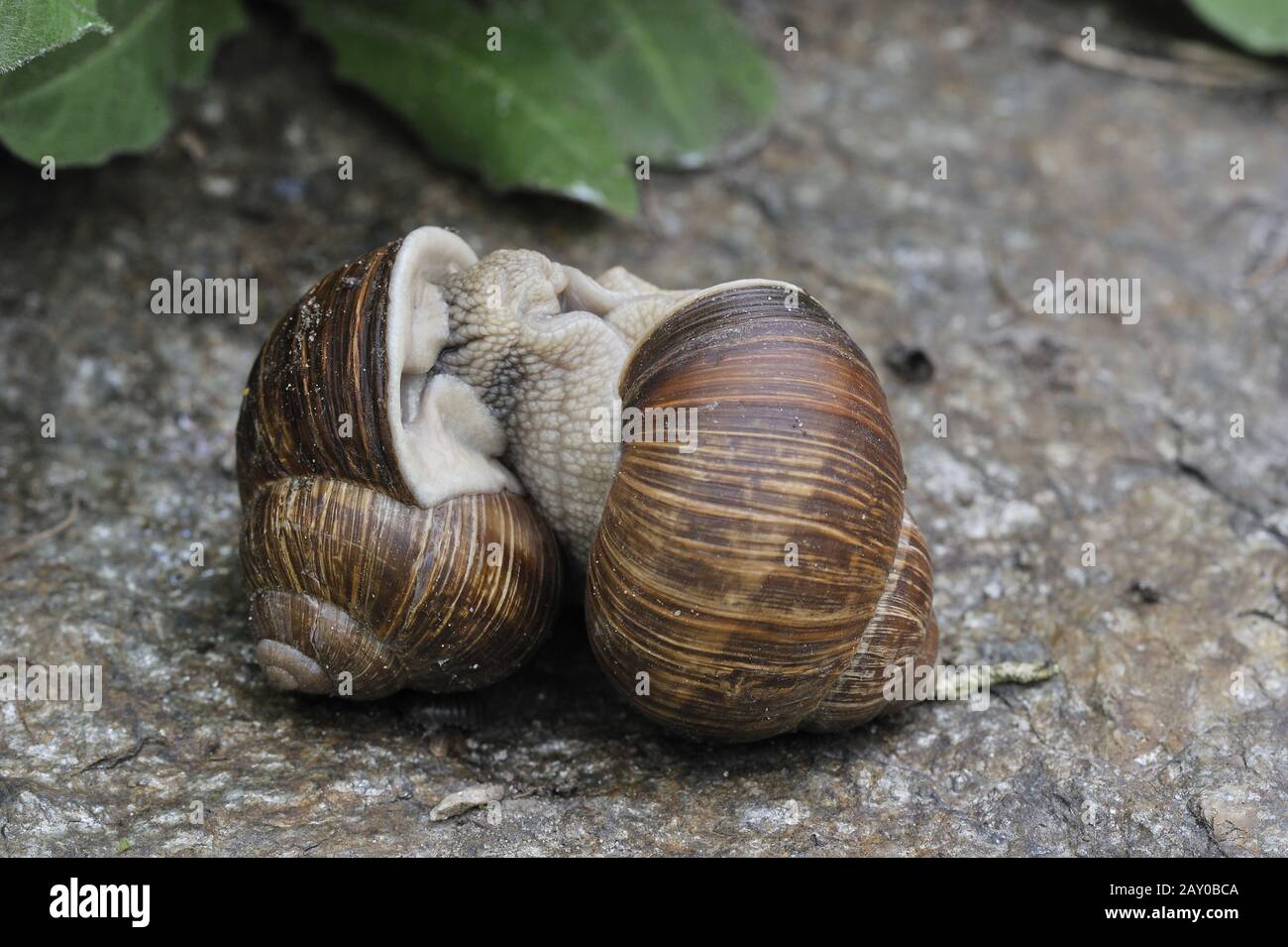 Roman snails, Helix pomatia, when mating Stock Photo - Alamy