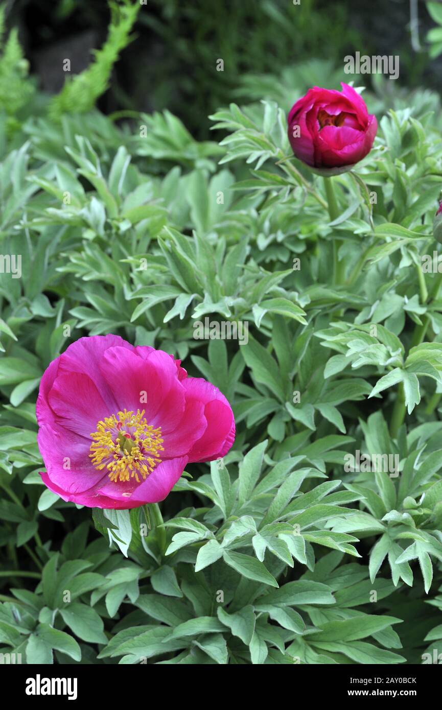 niedrige Pfingstrose, Paeonia officinalis, subspecies microcarpa Stock ...