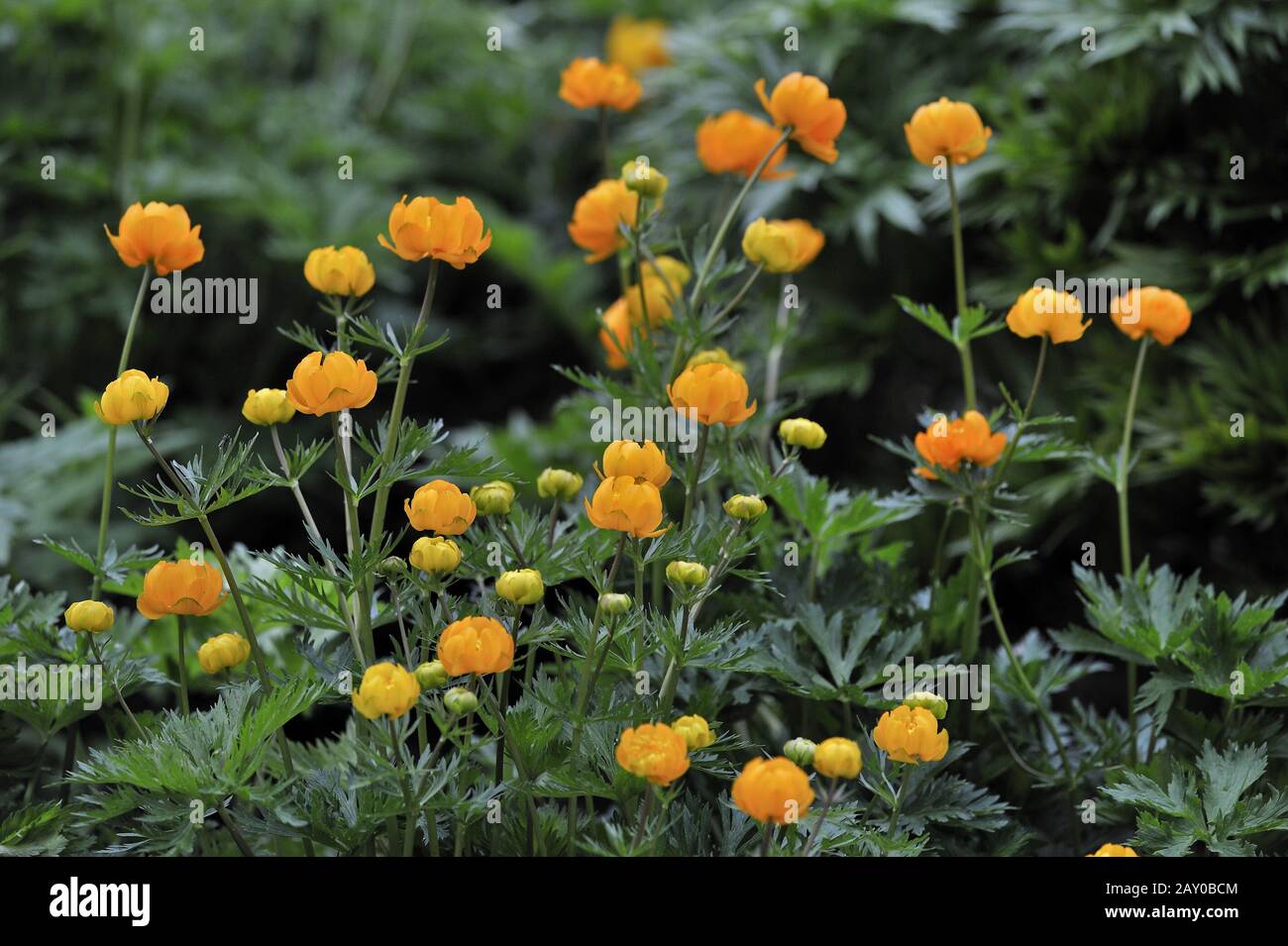 Asian Trollflower, Trollius asiaticus, Asia Stock Photo - Alamy
