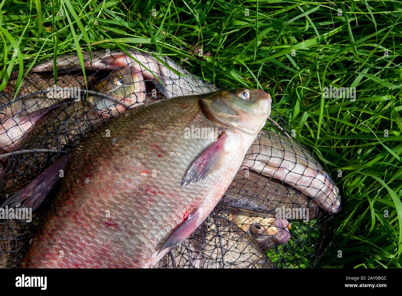 Good catch. Close up view of just taken from the water big freshwater ...