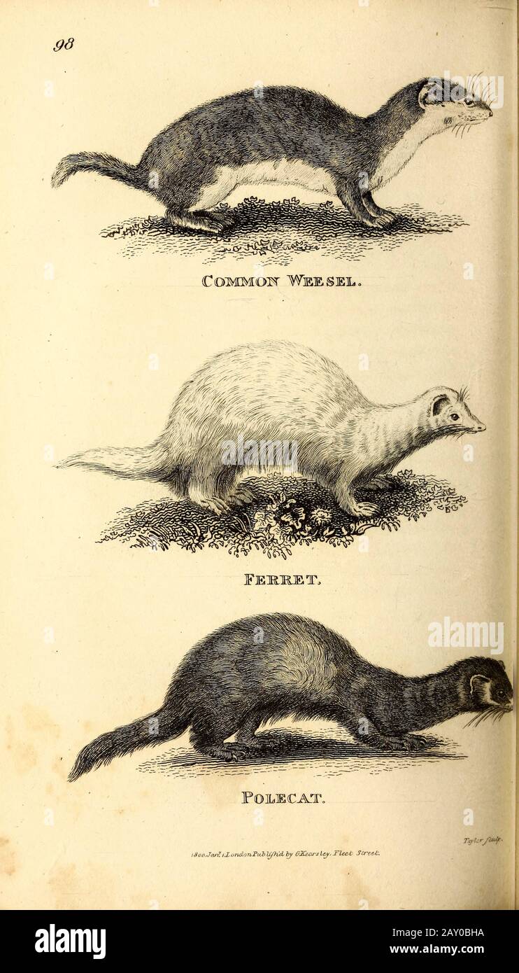 Weasel and Weasels from General zoology, or, Systematic natural history ...
