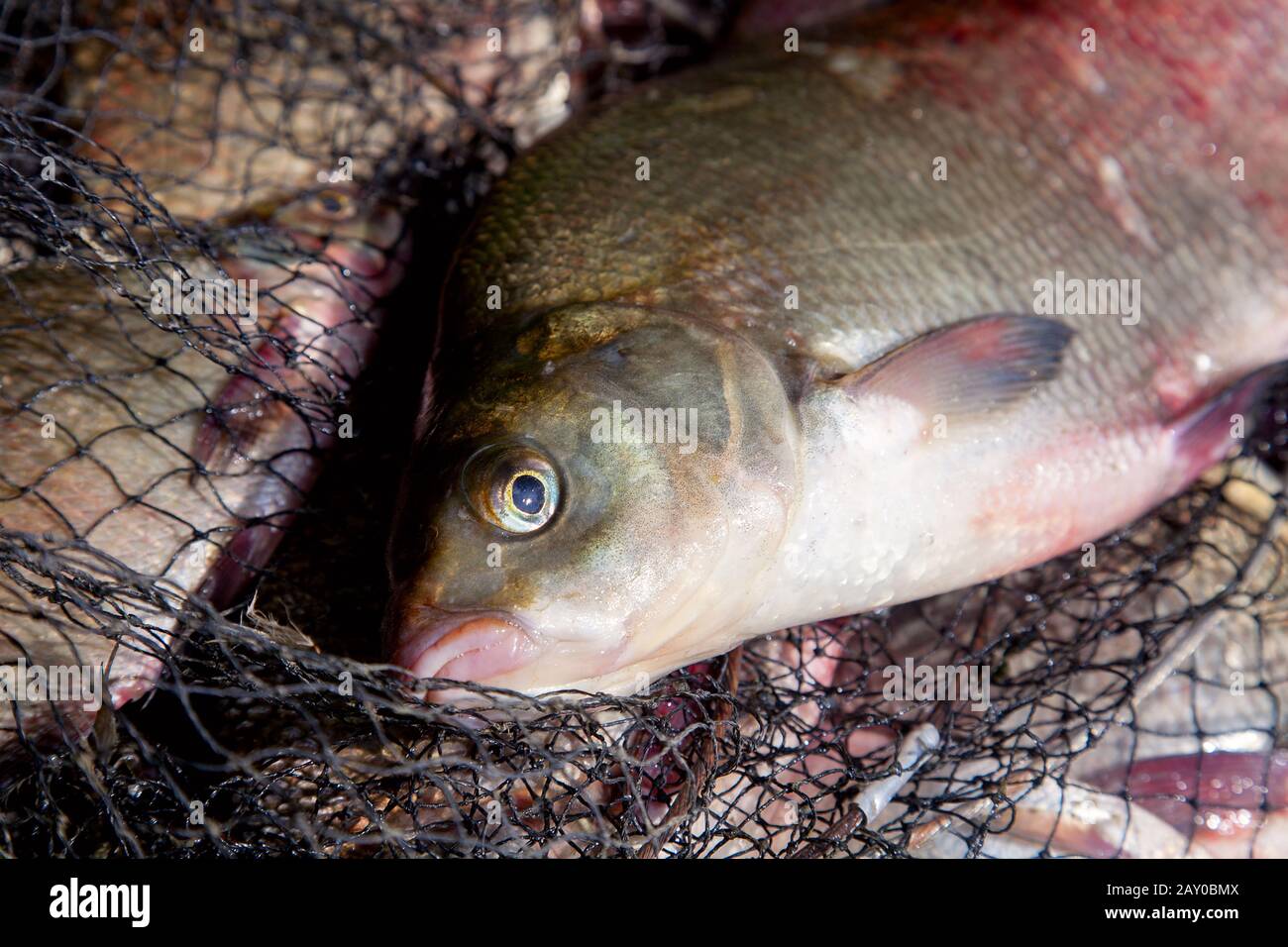 Good catch. Close up view of just taken from the water big freshwater ...