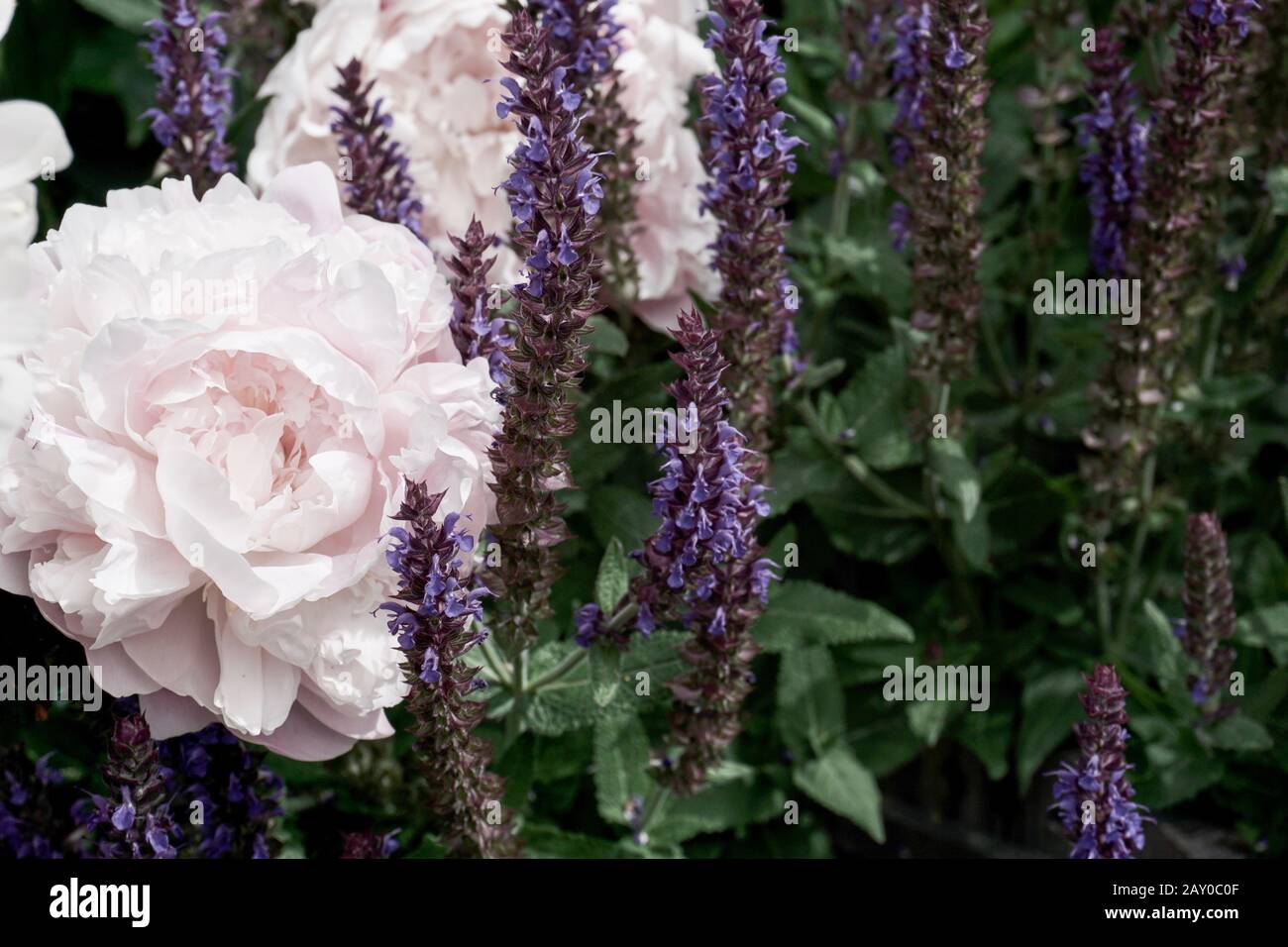 Peony flowers with purple flowers in a german garden in summer Stock ...