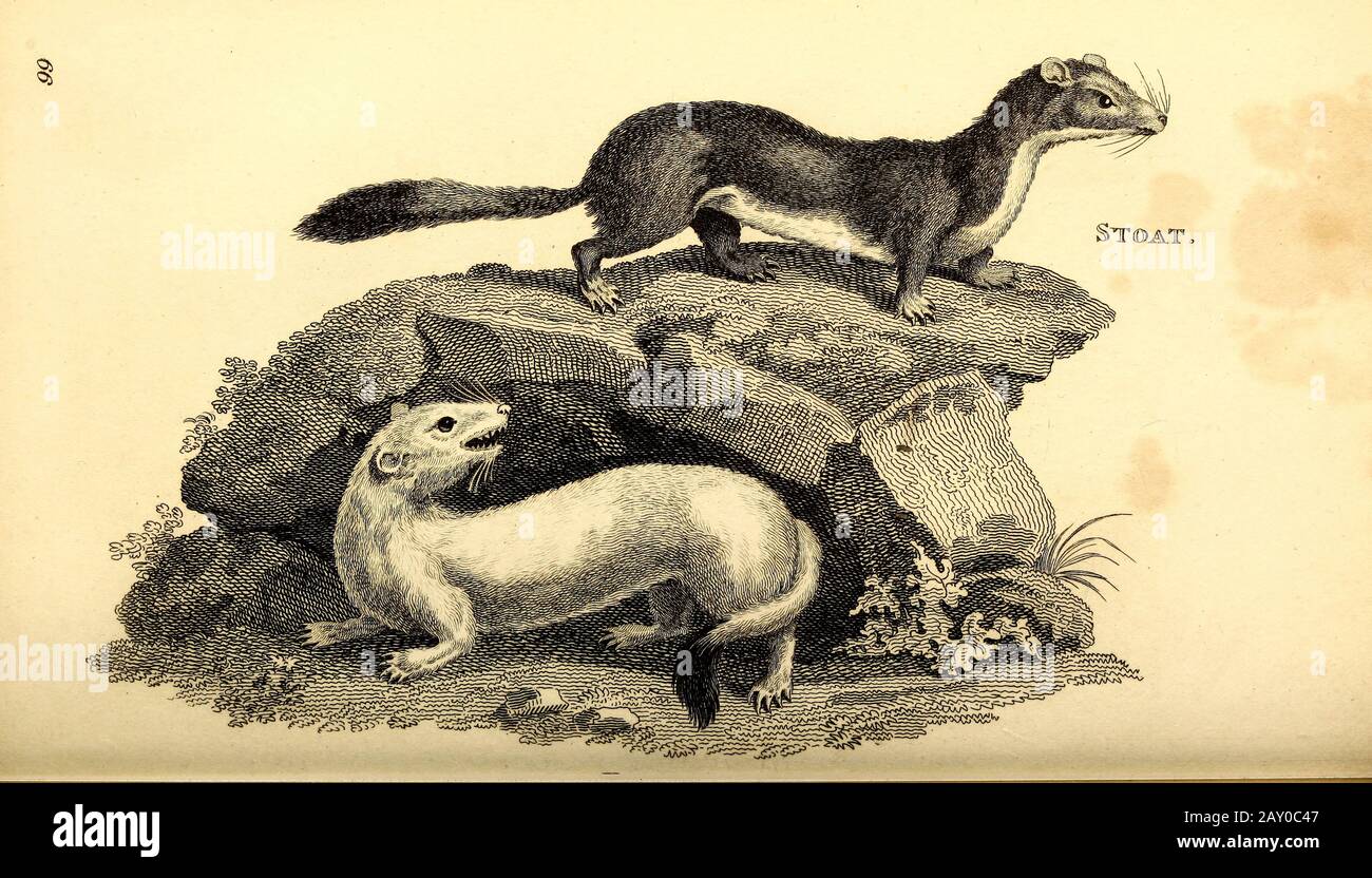 Stoat from General zoology, or, Systematic natural history Part I, by ...