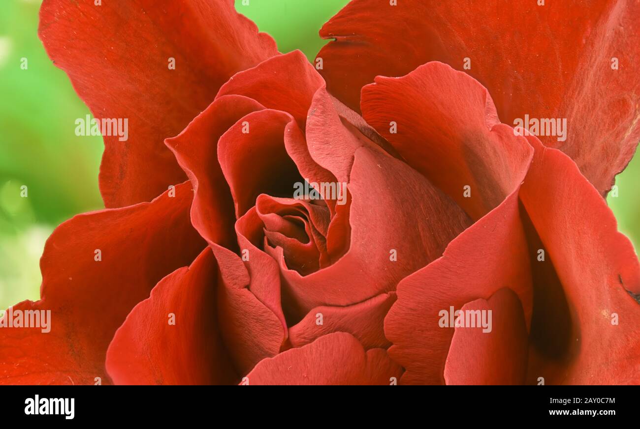 Floriculture rose hi-res stock photography and images - Alamy