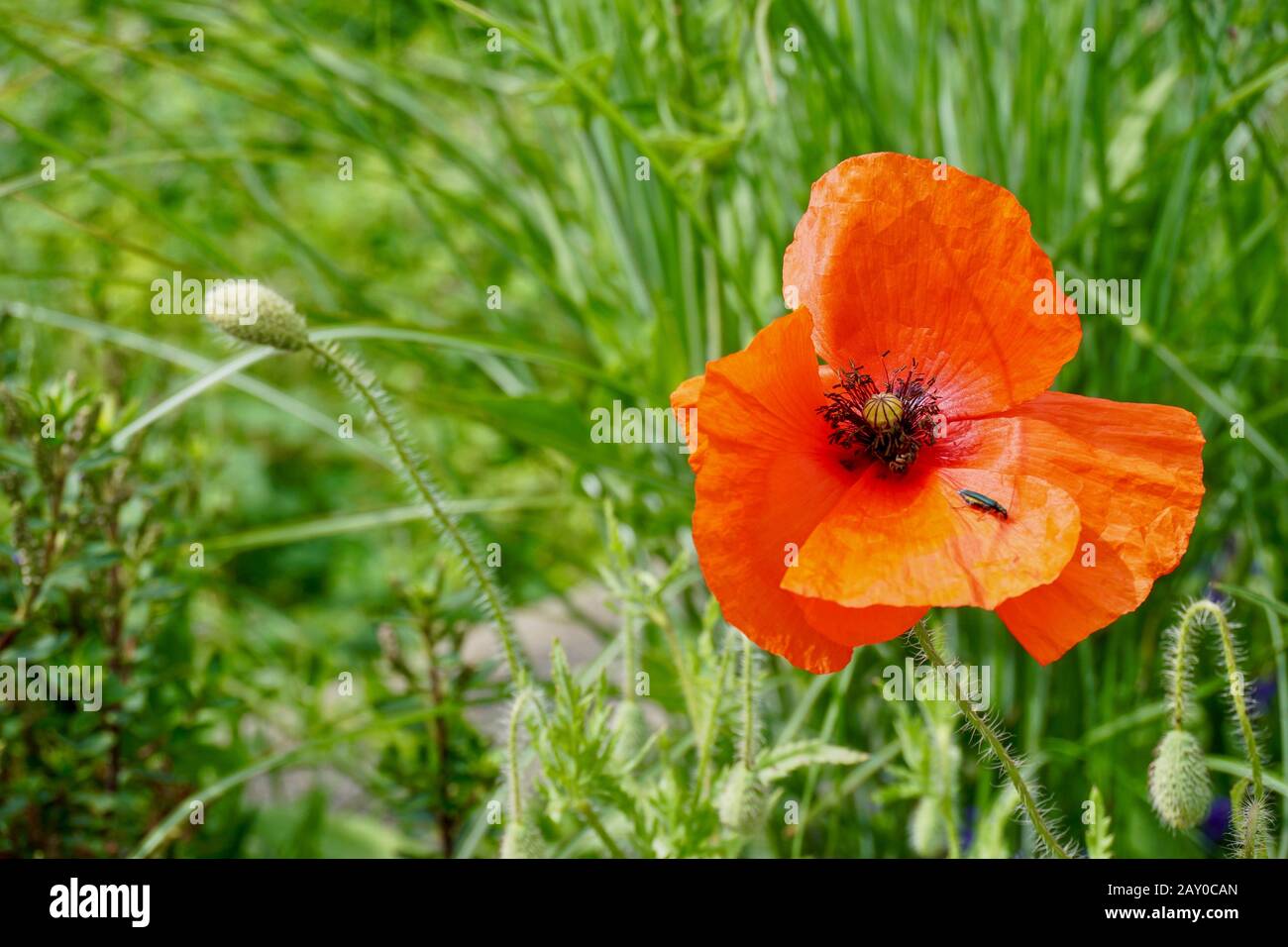 Poppy flower with bug on one petal with garden background Stock Photo ...