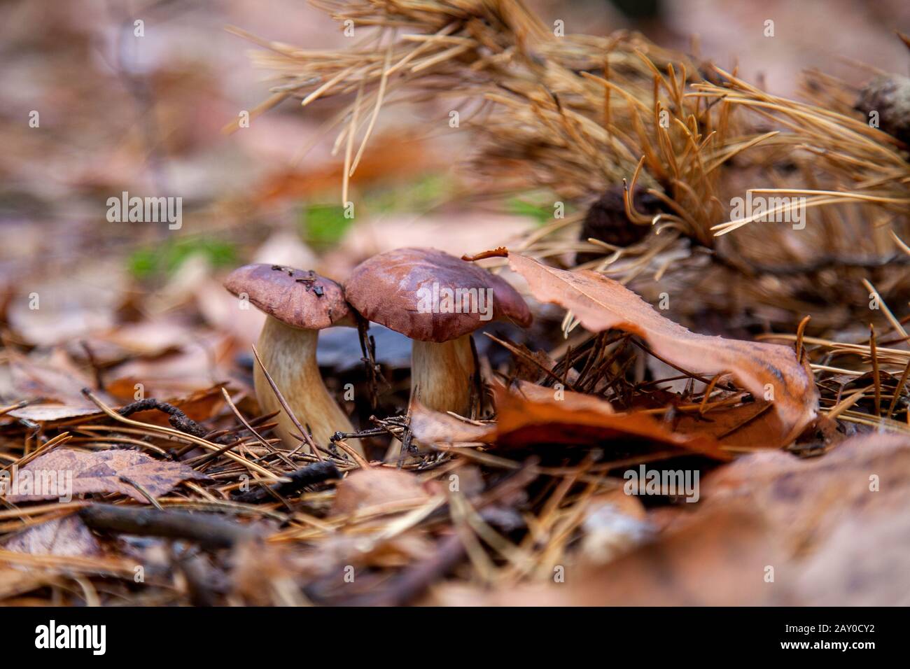 Close up view of double mushroom boletus badius, imleria badia or bay ...